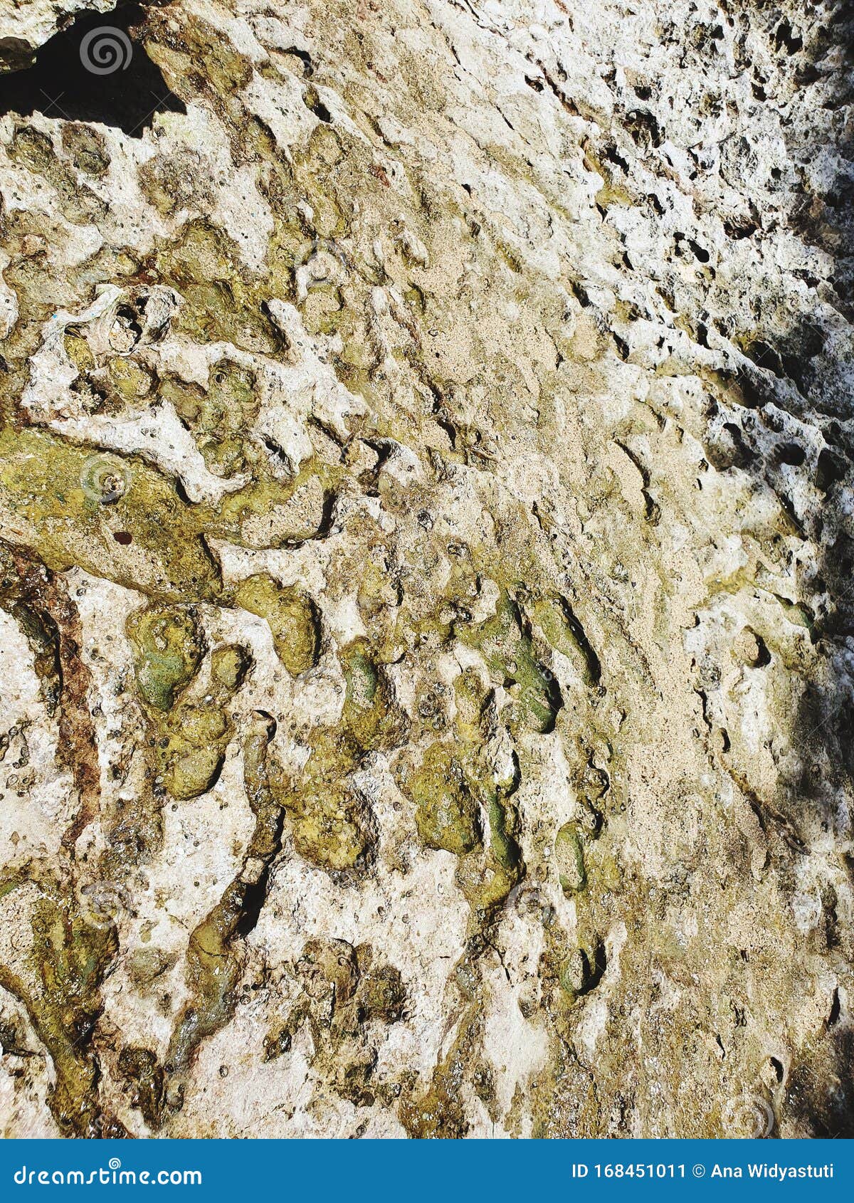 The Unique Texture Giant Coral Stock Image - Image of giant, garden ...