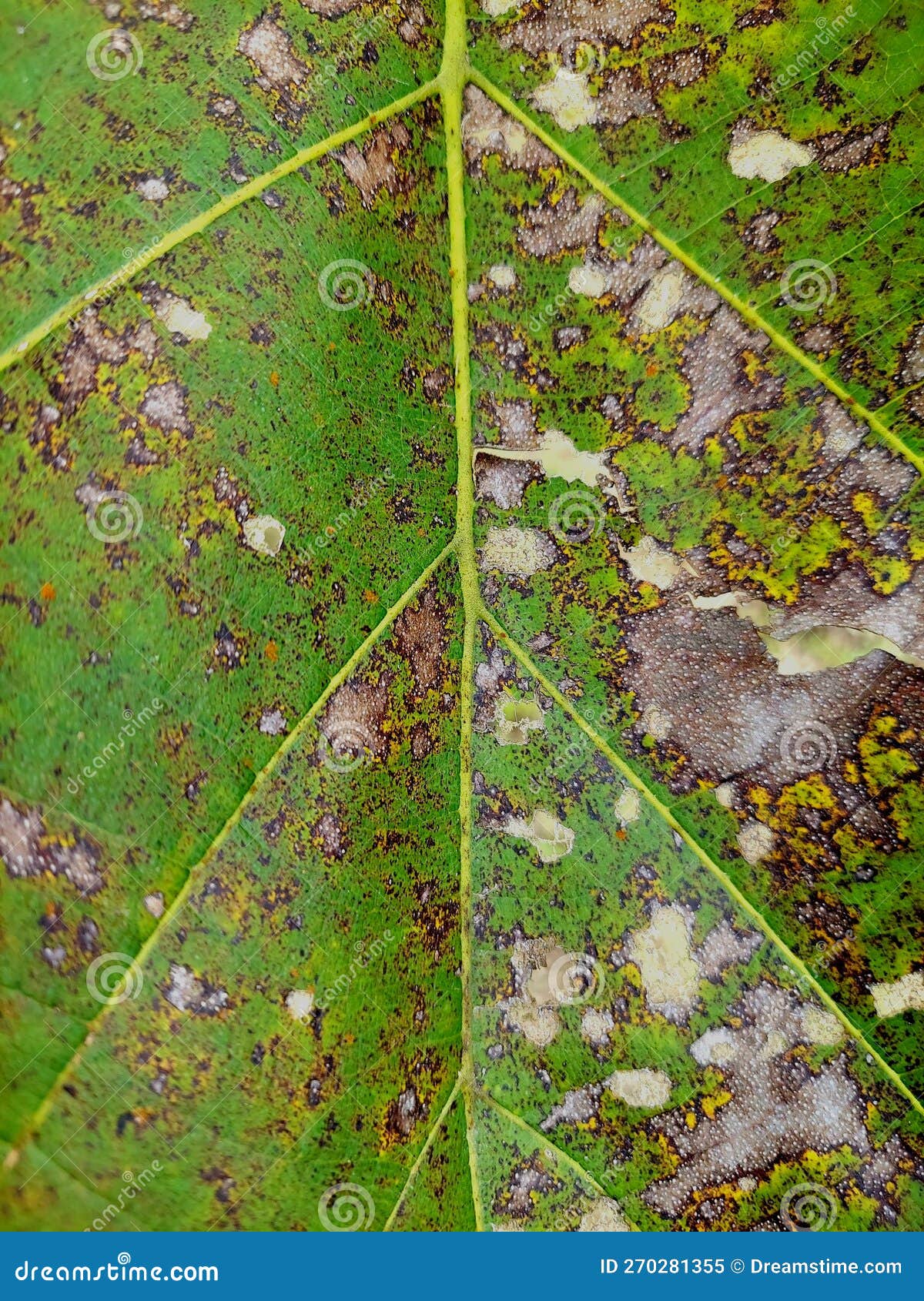 Unique Texture of Semi-dried Teak Leaves, Aging Process Stock Image ...