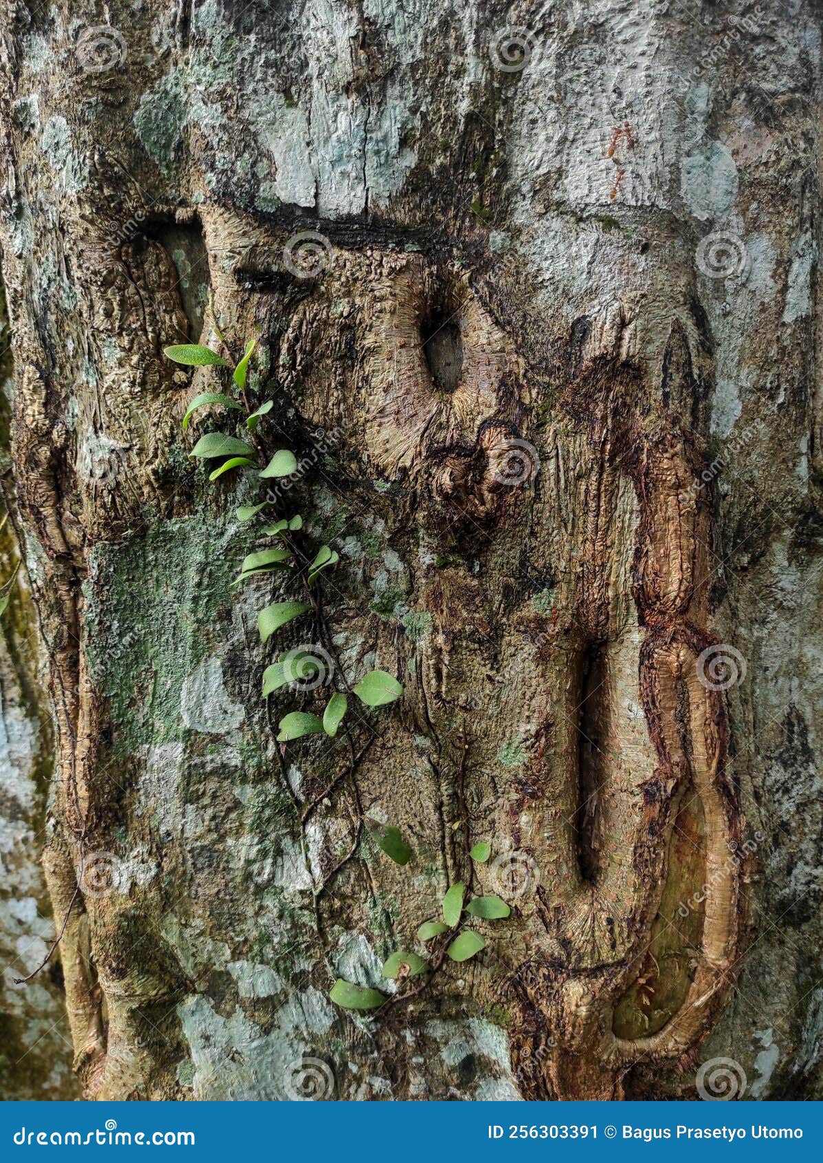 The Unique Texture of the Tree Bark and Covered with Small Moss is ...