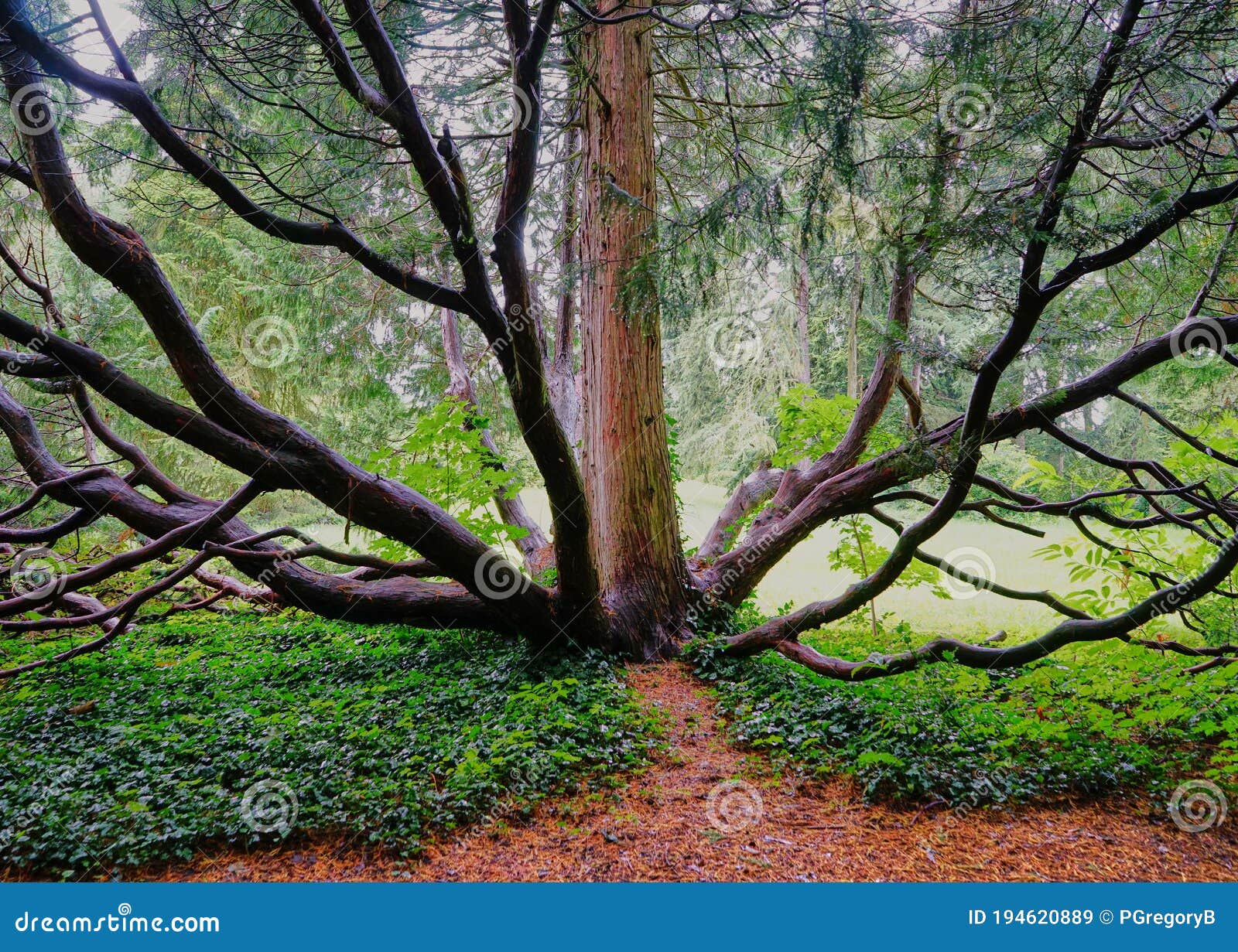 Crazy Tree Branches stock image. Image of strange, peculiar - 194620889