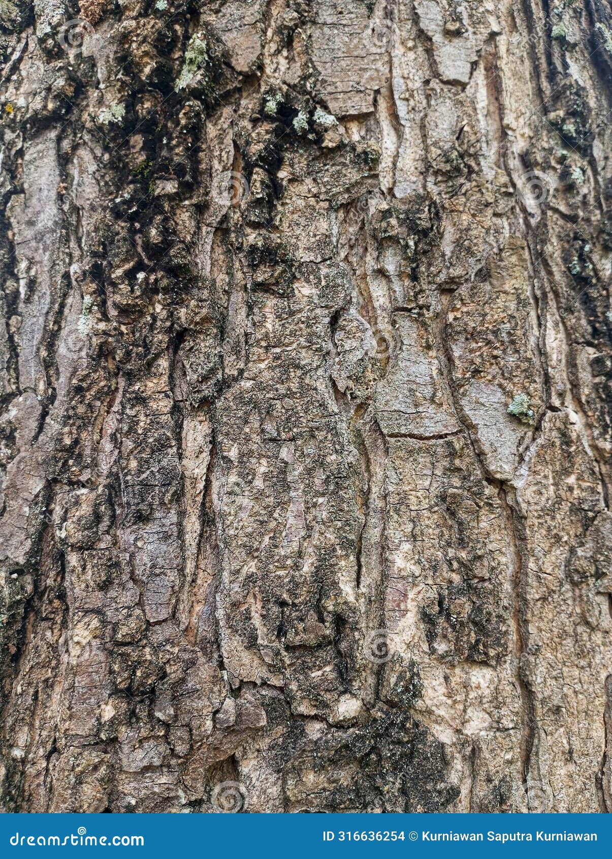 Unique Tree Bark Beautiful and Attractive Stock Photo - Image of attr ...