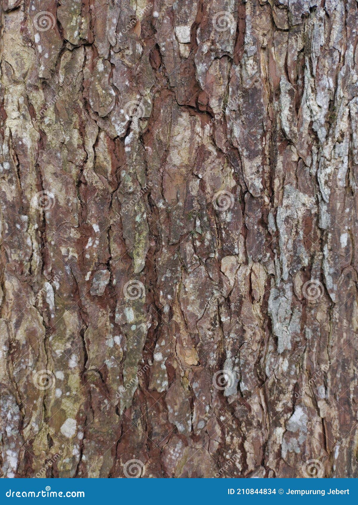 An Unique Tree Bark Texture Stock Photo - Image of texture, tree: 210844834
