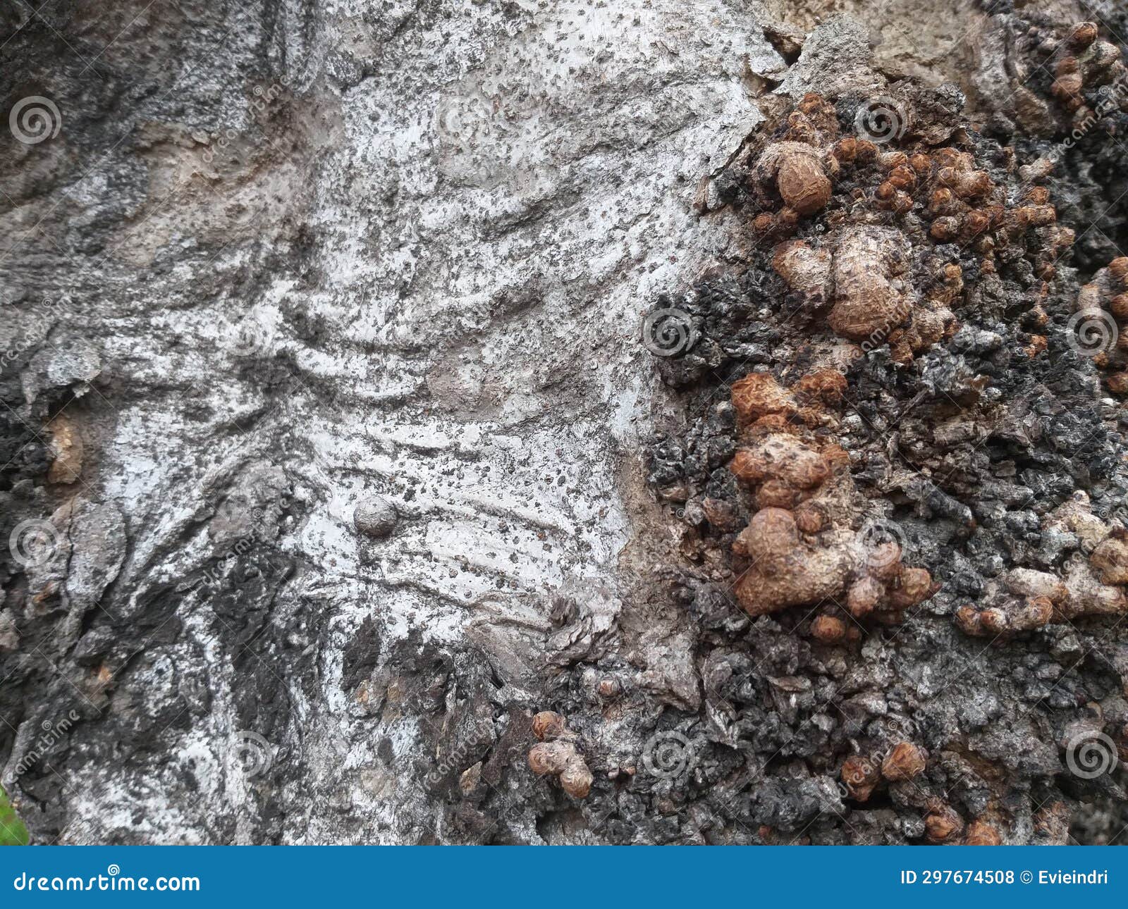 Unique tree bark texture stock photo. Image of soil - 297674508