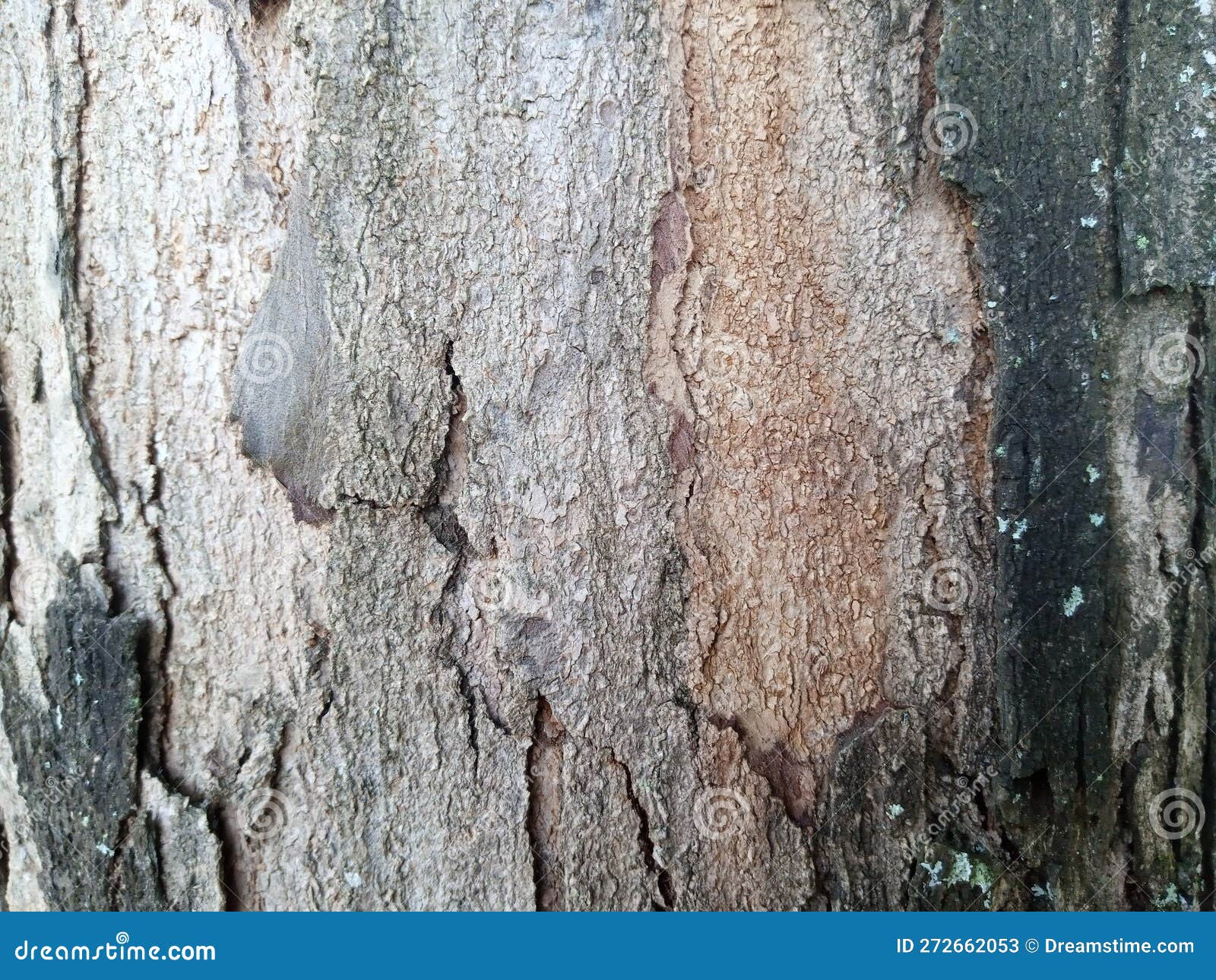 Unique Tree Bark Texture in the Garden Stock Image - Image of forest ...