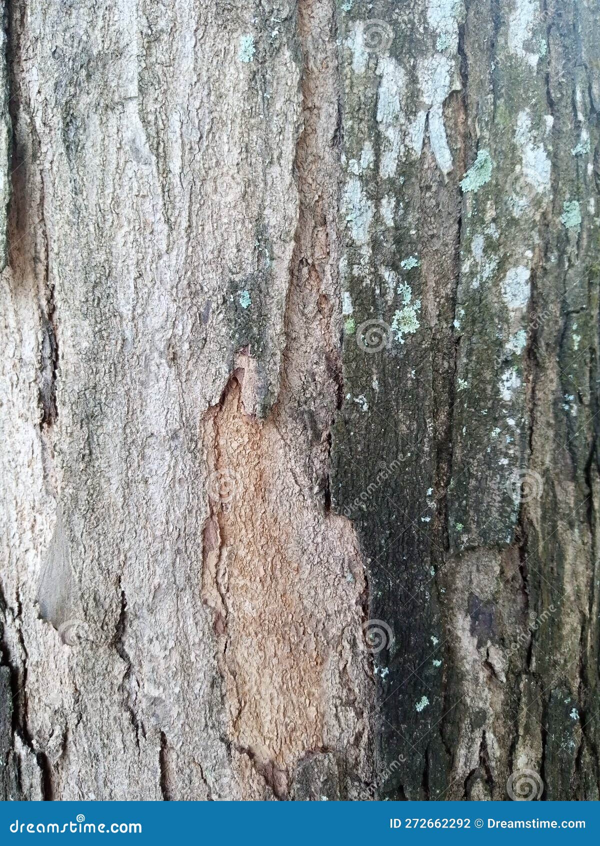 Unique Tree Bark Texture in the Garden Stock Photo - Image of autumn ...