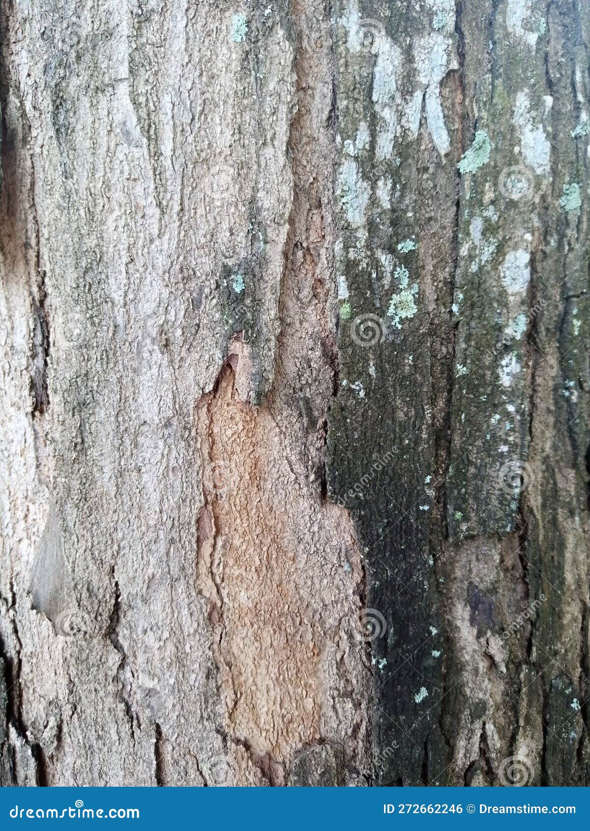 Unique Tree Bark Texture in the Garden Stock Photo - Image of wood ...