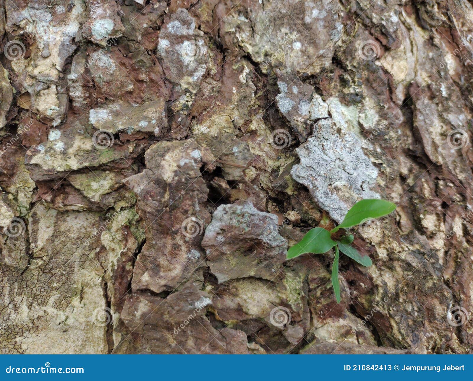 An Unique Tree Bark Texture with Tiny Plant Stock Image - Image of ...