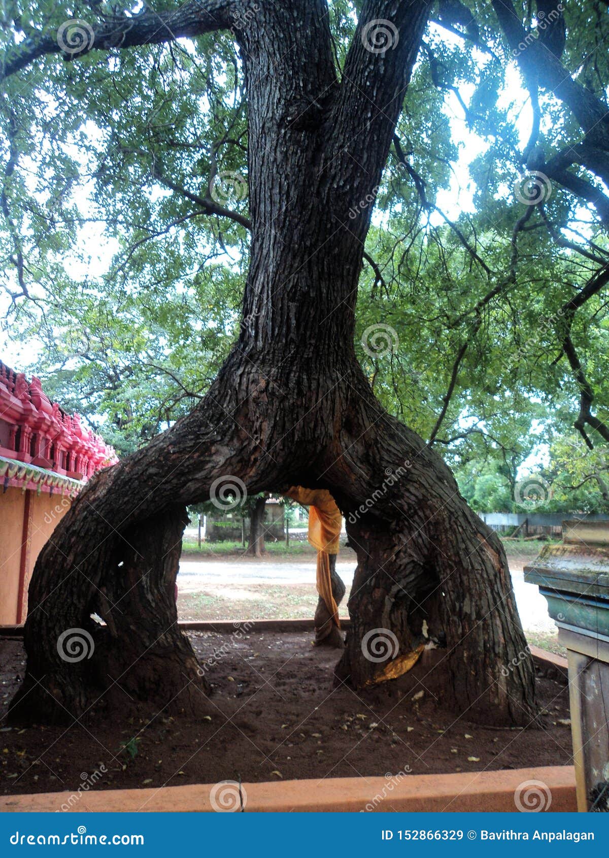 Unique Tree editorial stock image. Image of autumn, beautiful - 152866329