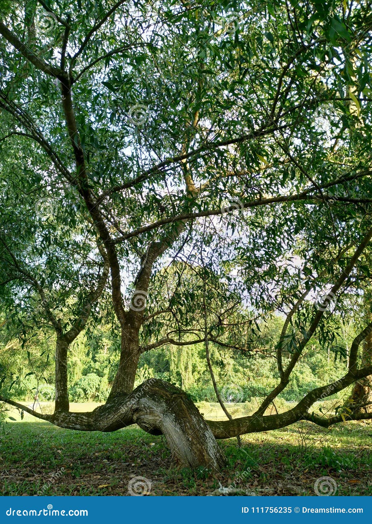 Bow tree stock image. Image of sunrise, tree, unique - 111756235