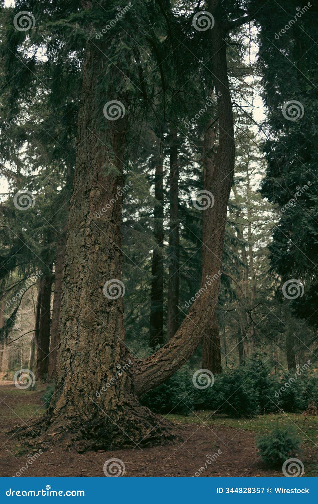 Curved Tree in Dense Forest Stock Image - Image of environment, trunk ...