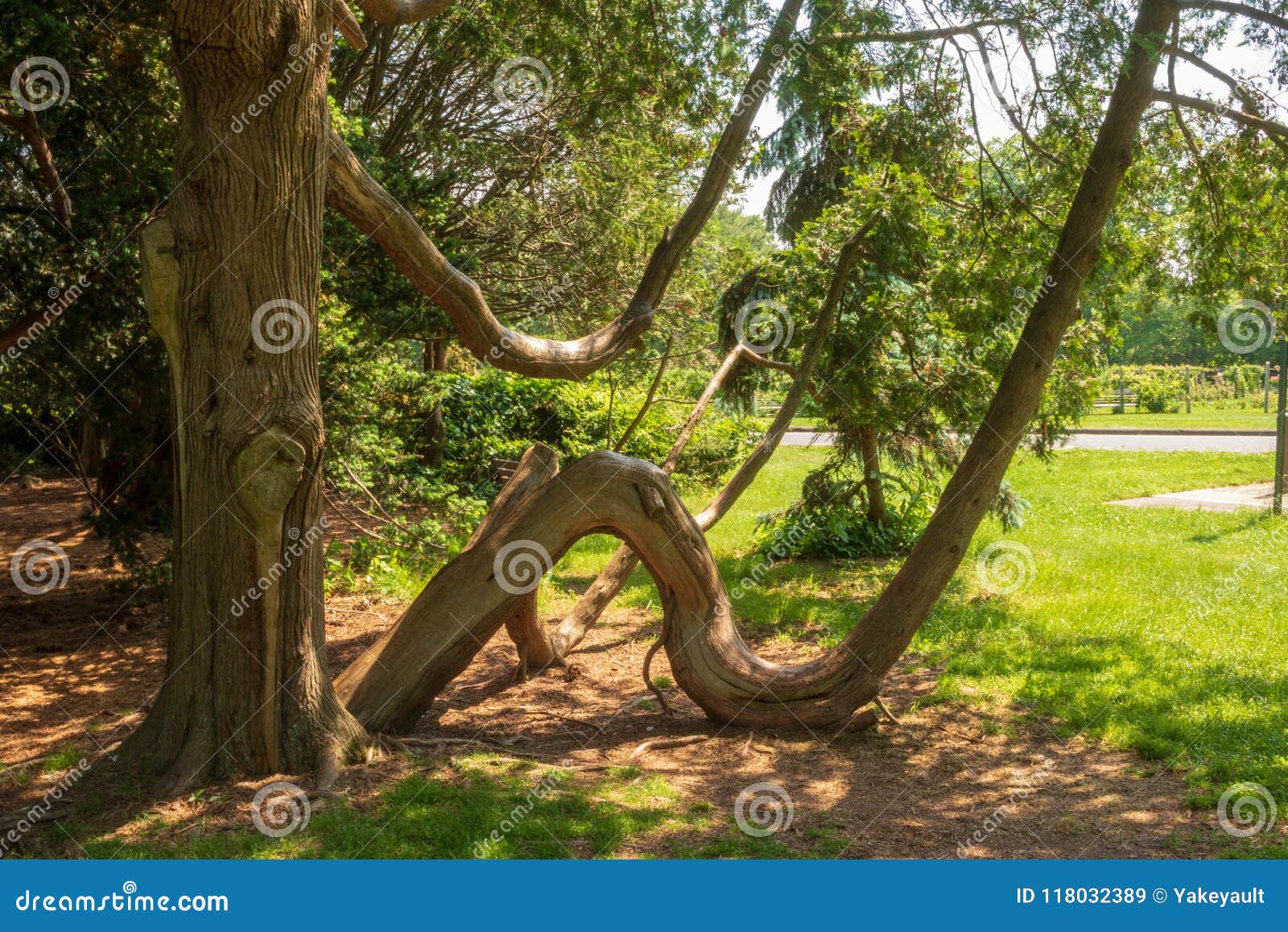 Big Curved Trunk Of Australian Banyan Tree, Also Known As Ficus ...