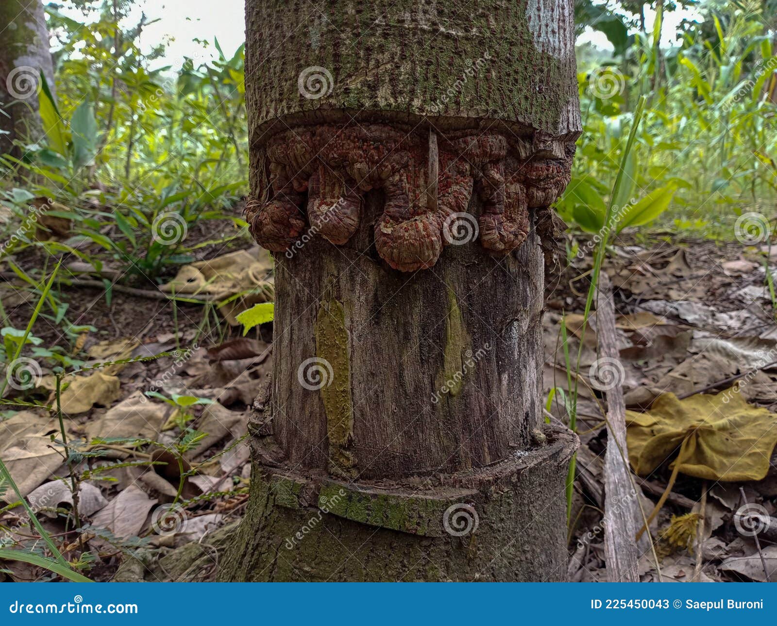A Unique Tree Formed by Itself As a Result of Erosion in the Forest ...