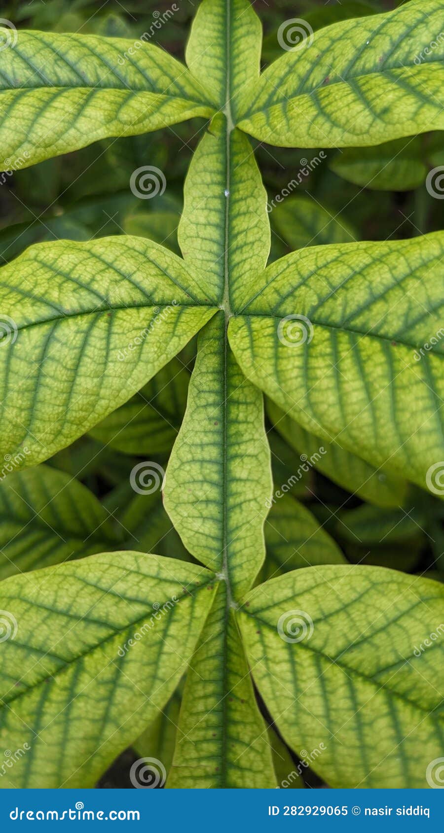 Unique Tree Leaf Texture in Kalimantan Forest Stock Image - Image of ...