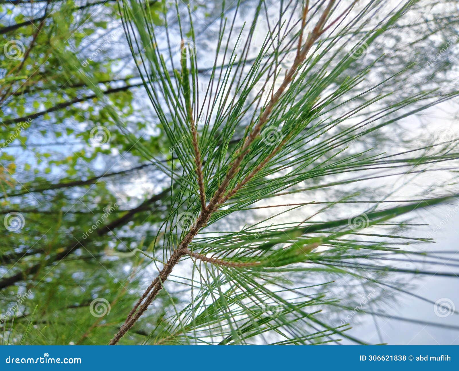 A Unique Tree with Unique Leaves Shaped Like Needles Stock Photo ...
