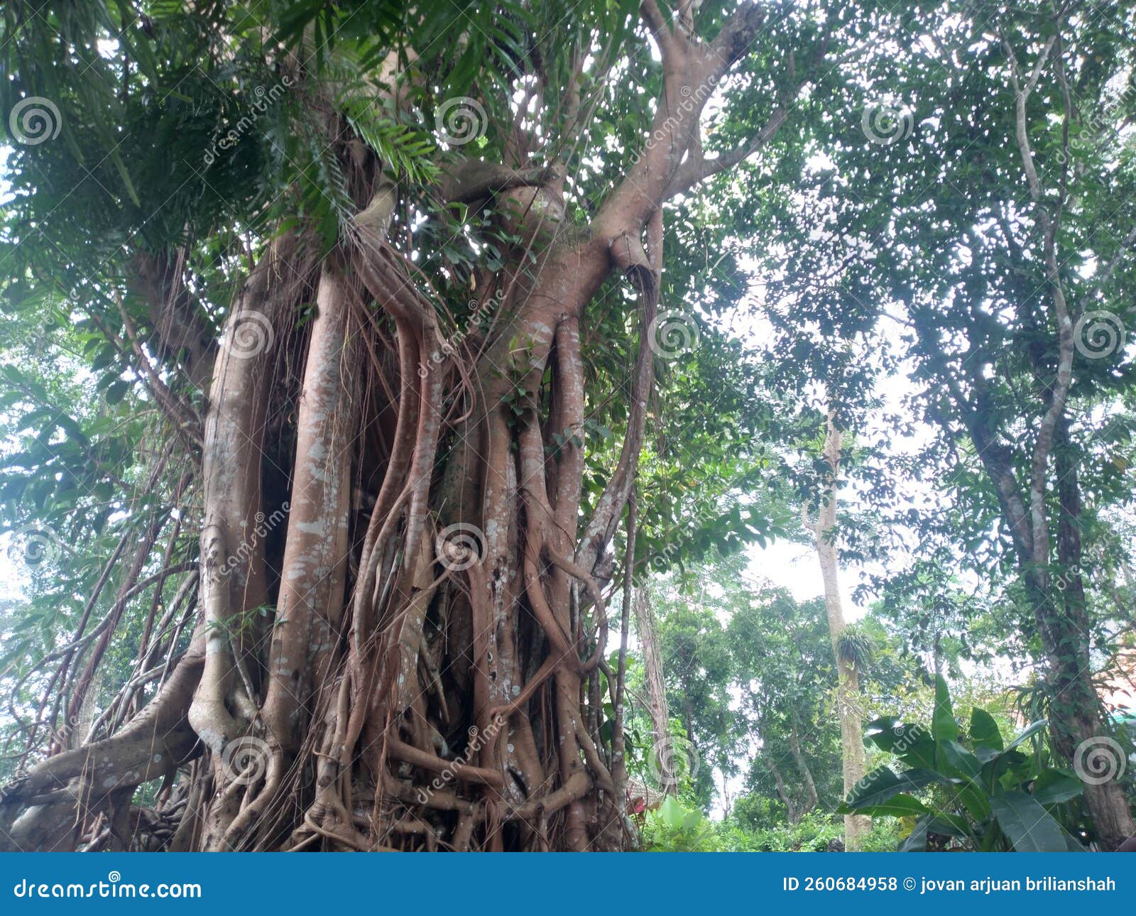 A Unique Tree with Many Roots in the Forest Stock Photo - Image of ...