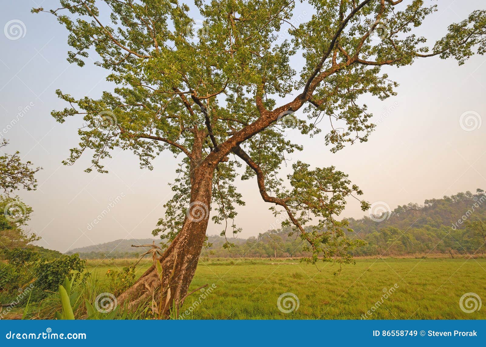 Unique Tree om the Wilds stock image. Image of dramatic - 86558749