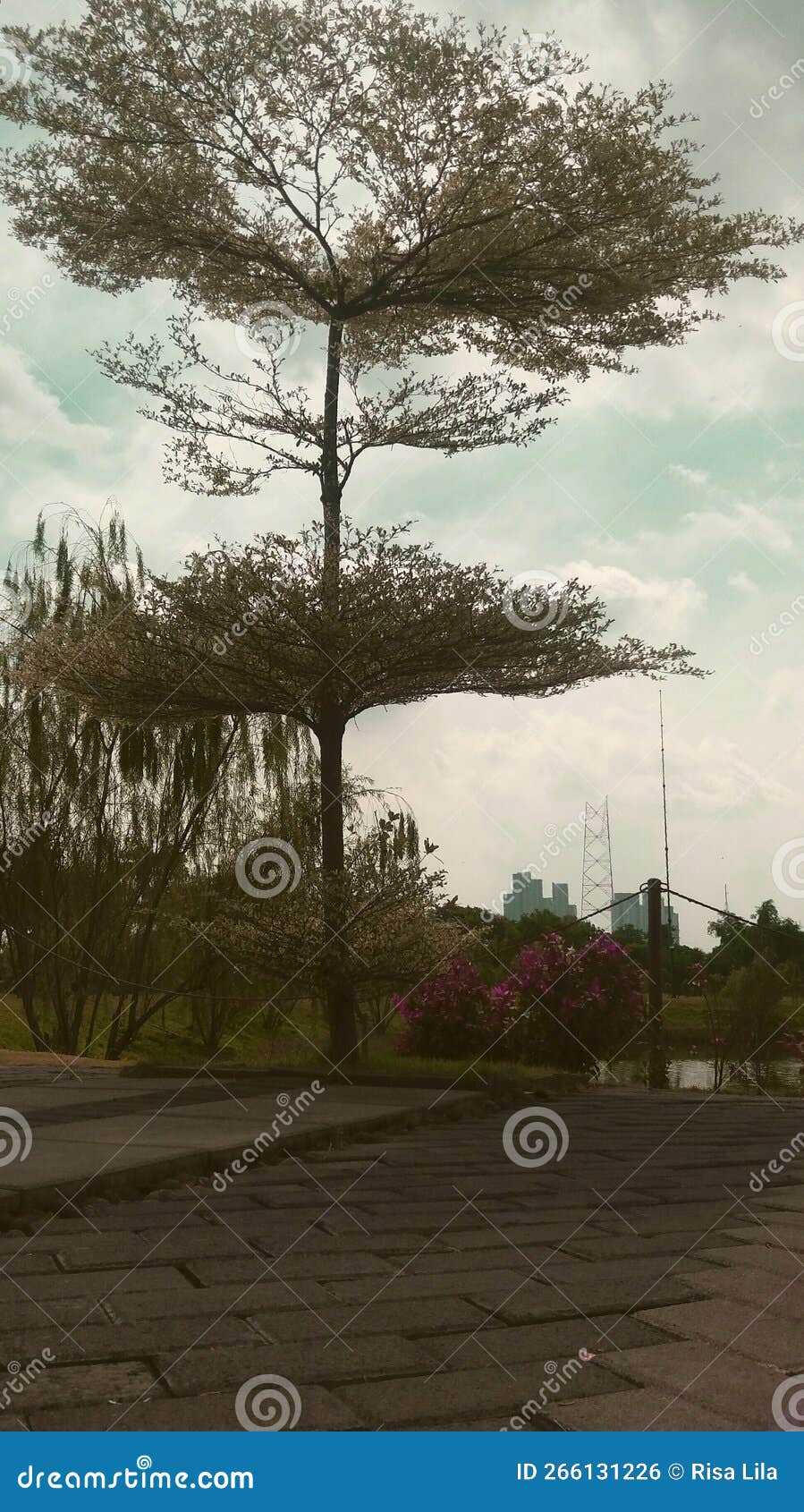 Unique Tree in the Park Which Intrigued Me Stock Photo - Image of ...