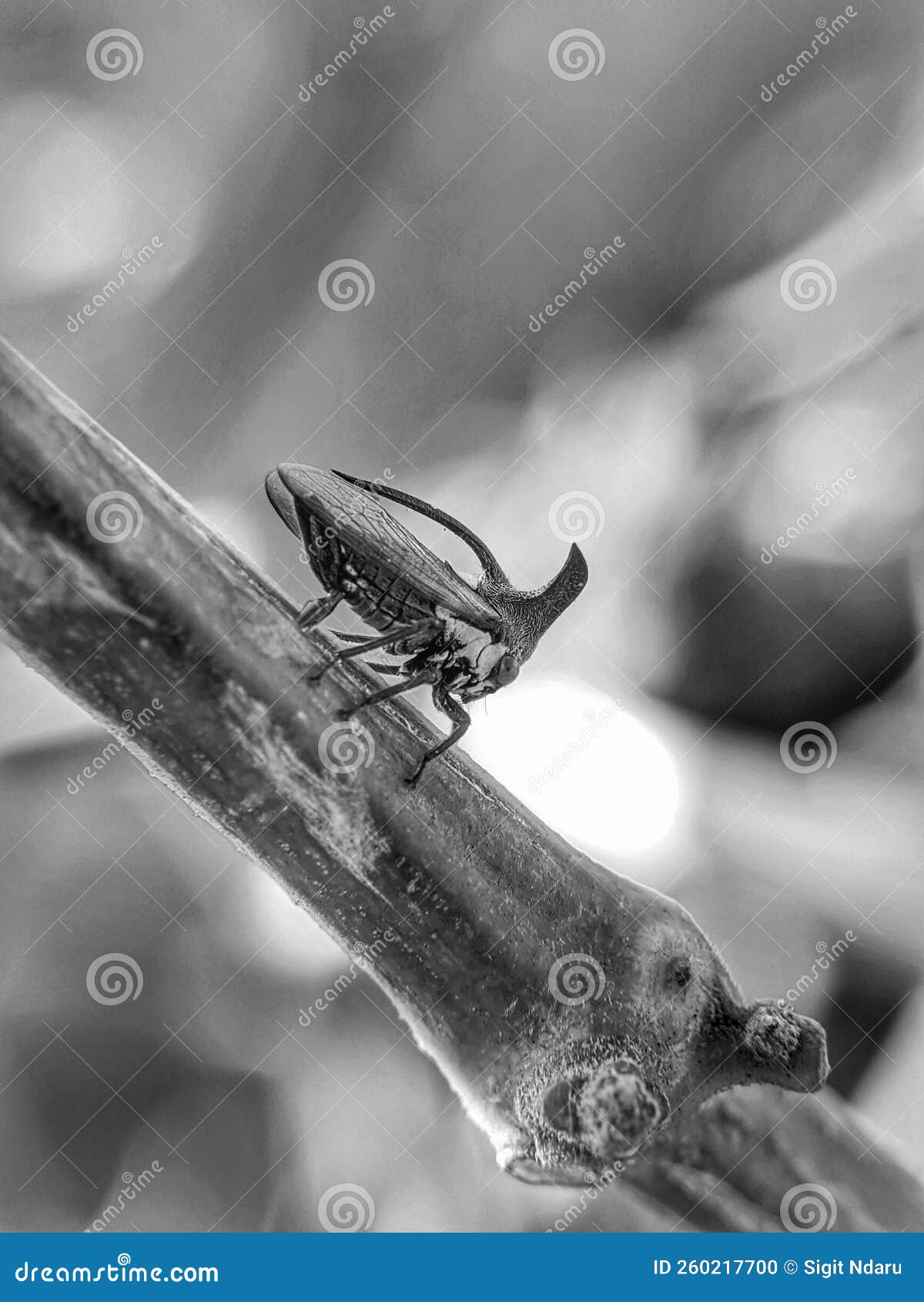 Unique Tree Planthopper Stock Photos - Free & Royalty-Free Stock Photos ...