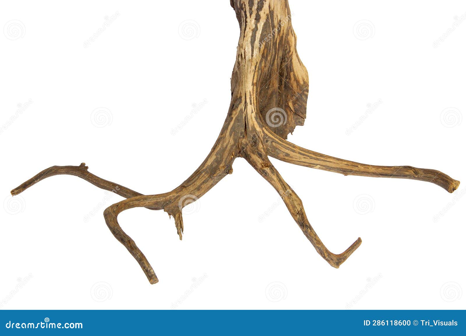 Unique Tree Root Texture of Driftwood Isolated on White Background ...
