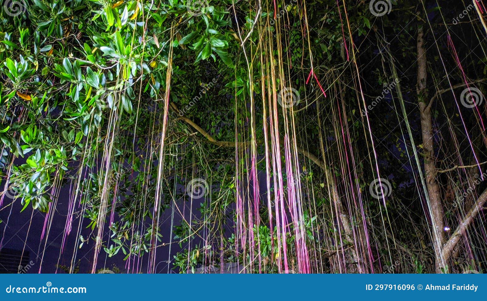 Unique Tree Roots that Extend Downwards Stock Photo - Image of banyan ...