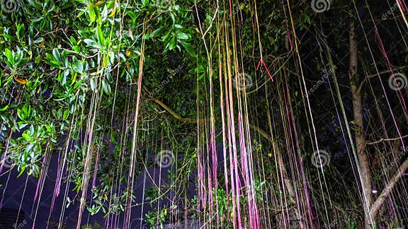 Unique Tree Roots that Extend Downwards Stock Photo - Image of banyan ...