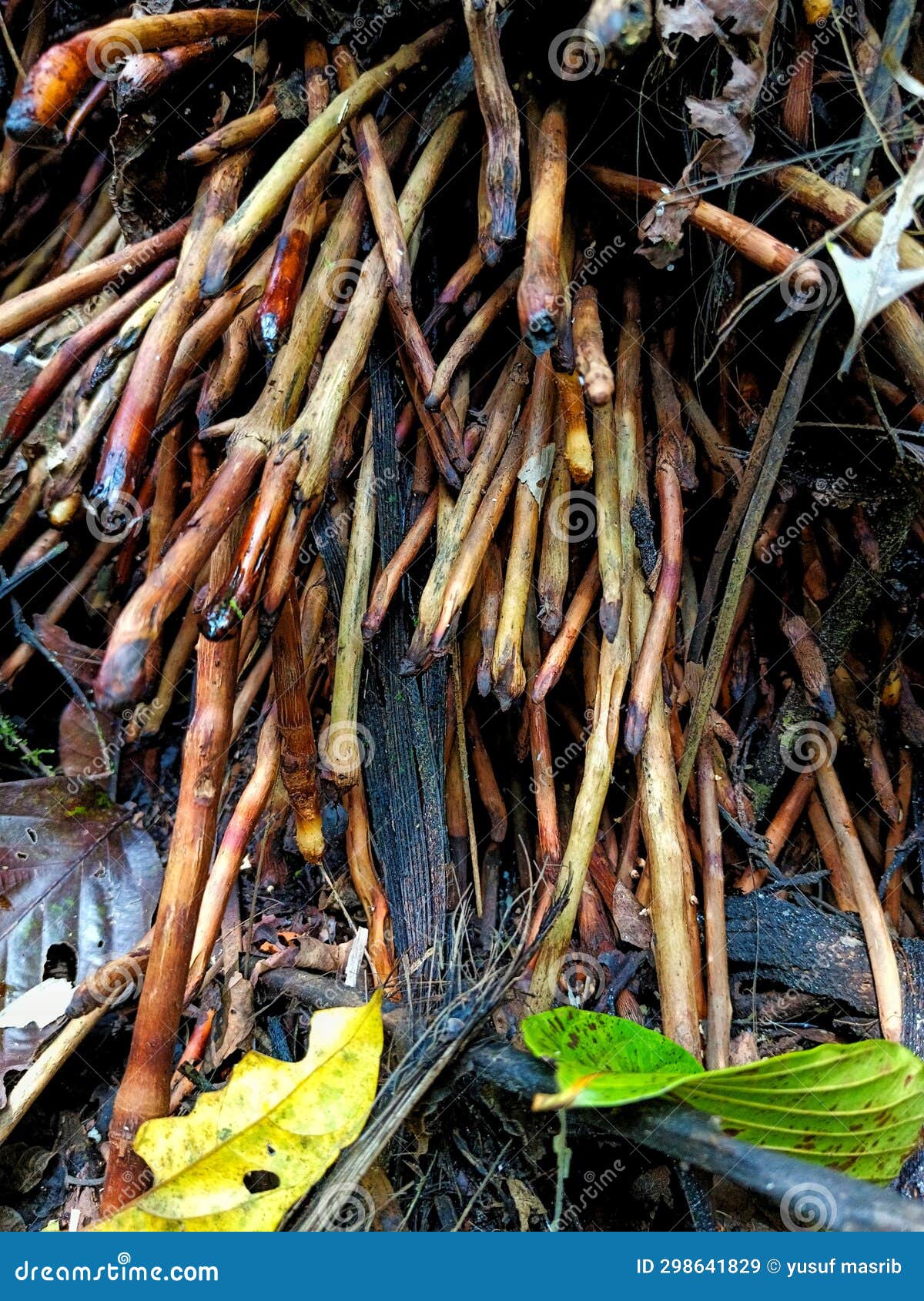 Unique Tree Roots in Terms of Images Stock Image - Image of green, leaf ...
