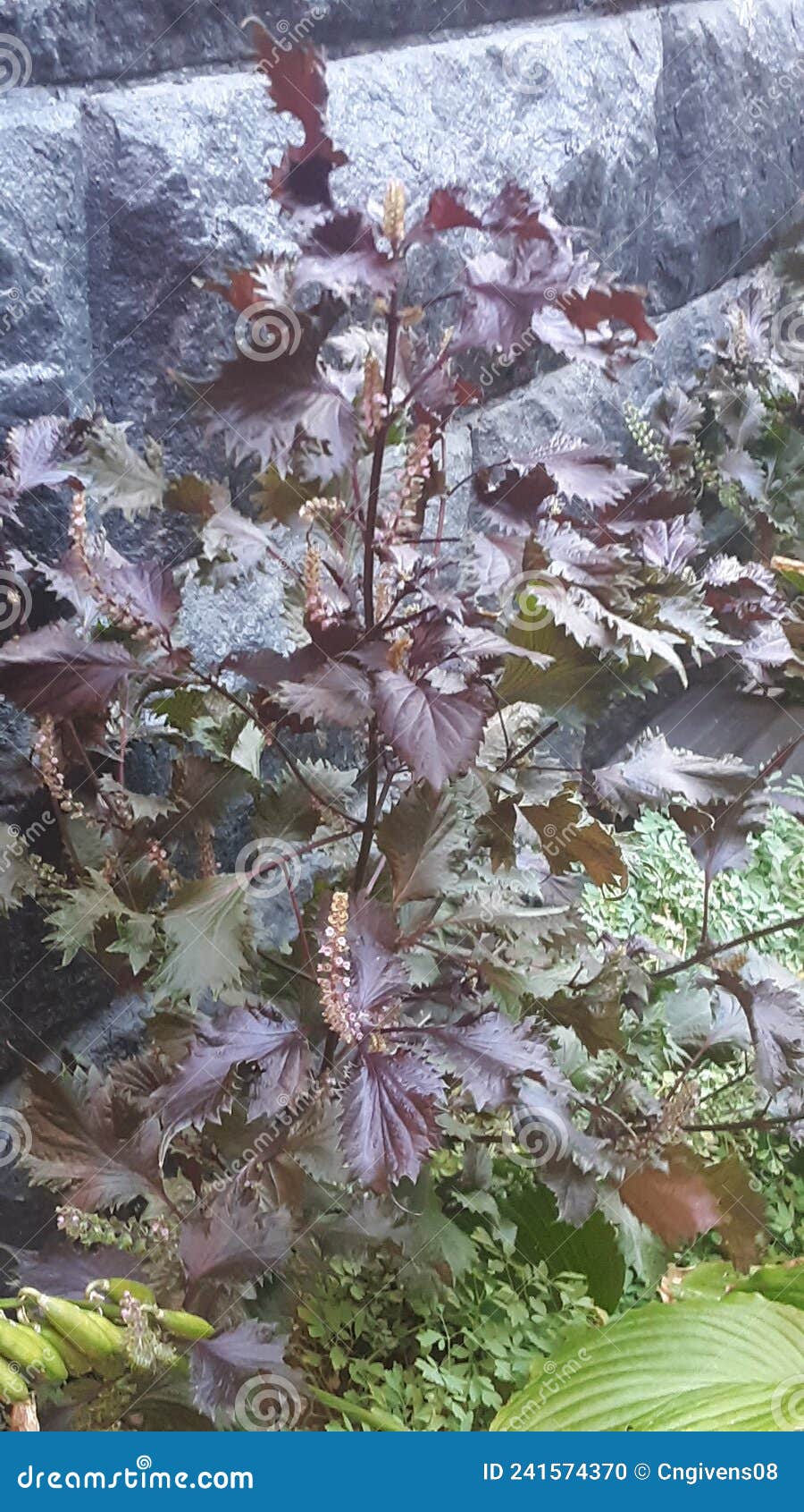 Unique Tree Shrub Bush Dark Red Stock Photo - Image of garden, shrub ...
