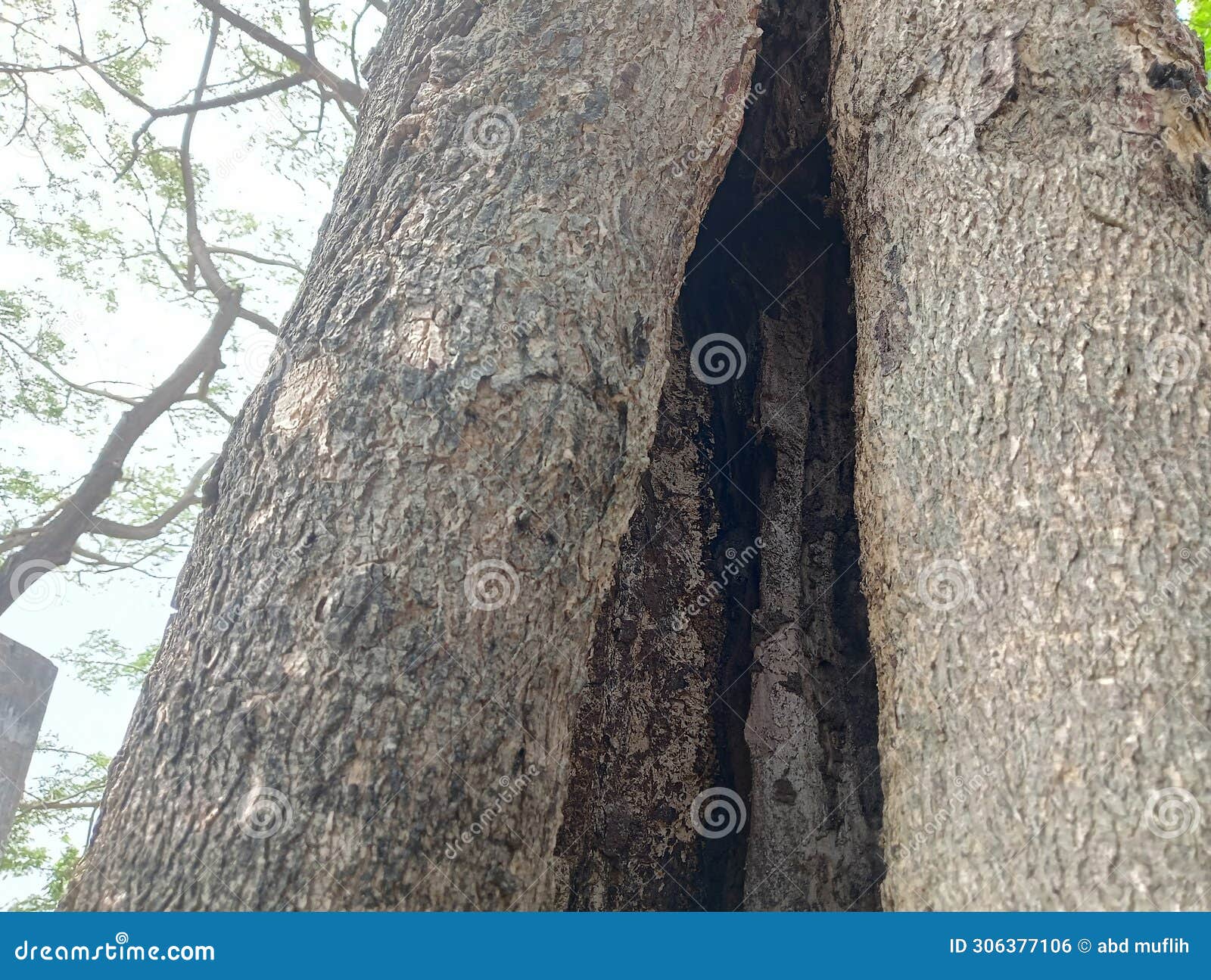 This Unique Tree Has a Split Trunk but Thick Leaves Stock Photo - Image ...