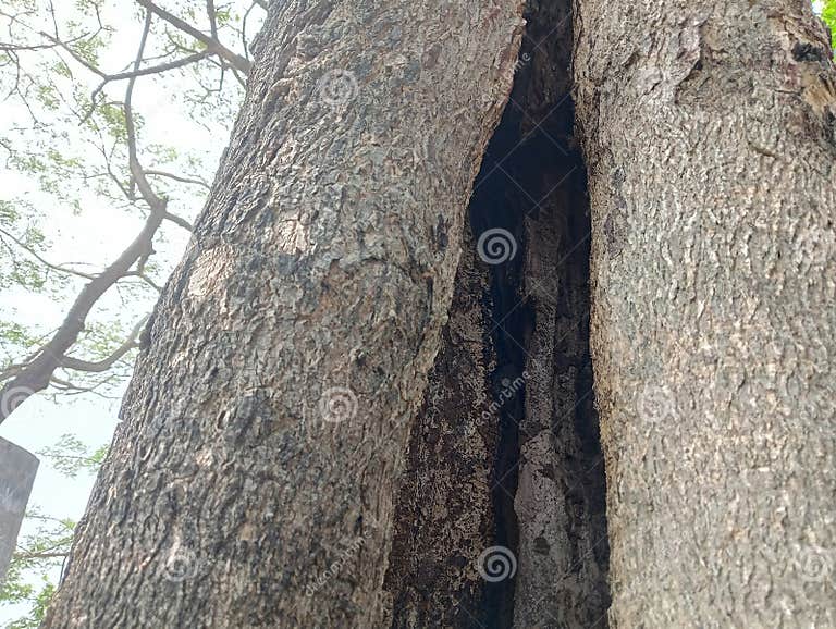 This Unique Tree Has a Split Trunk but Thick Leaves Stock Photo - Image ...