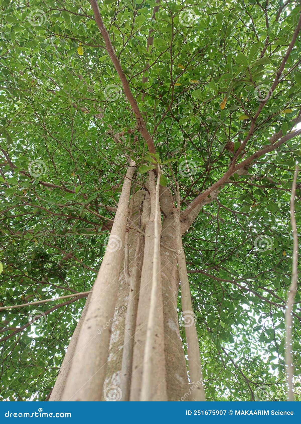 A Unique Tree with a Towering Straight Trunk Stock Image - Image of ...