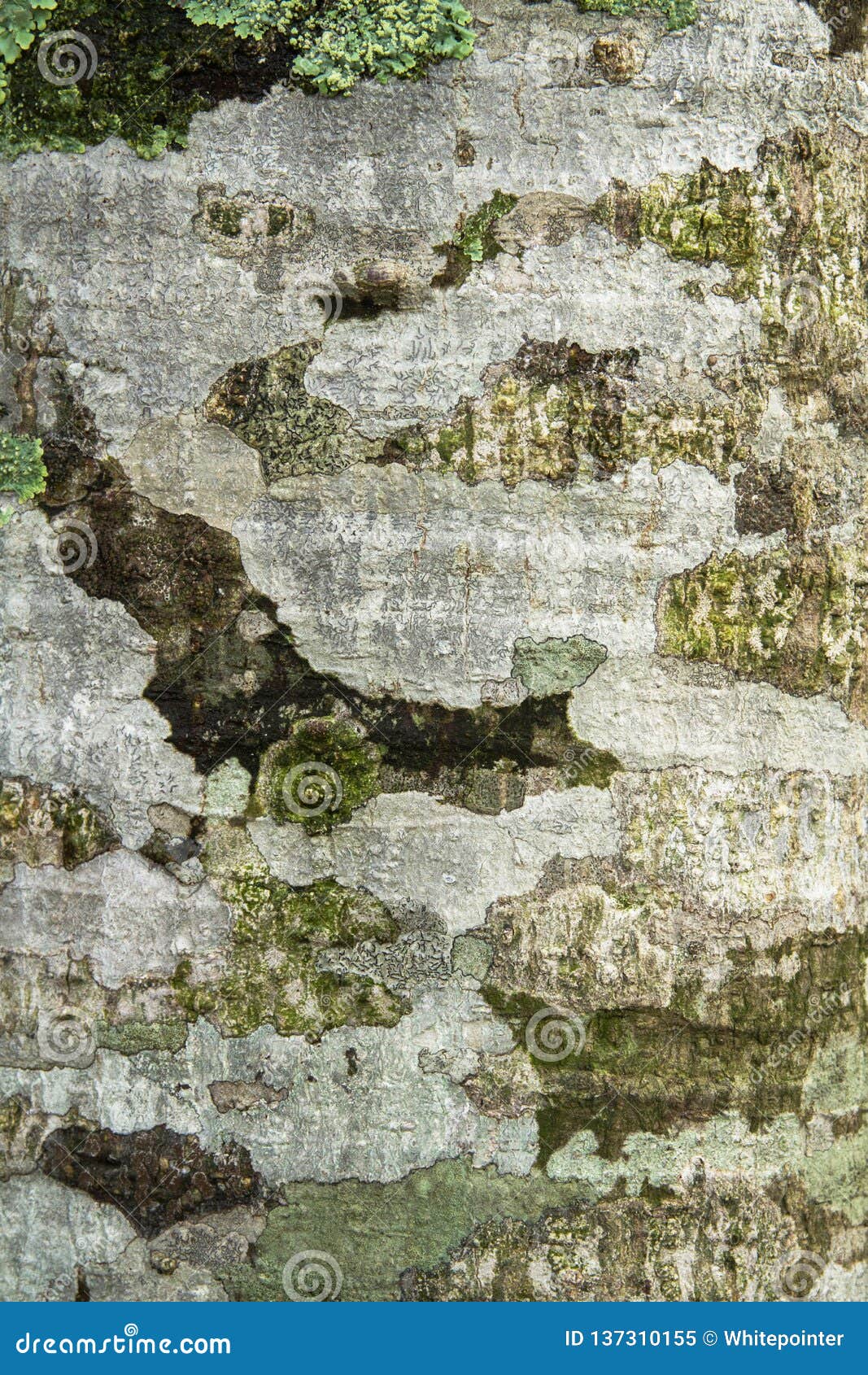 Tree Trunk Skin Texture and Pattern Stock Image - Image of birch, shape ...
