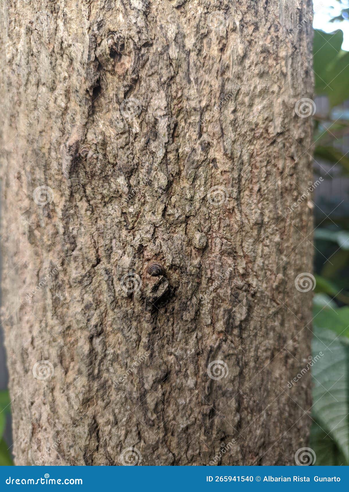Unique Tree Trunk Texture with a Bulge As the Center Stock Photo ...