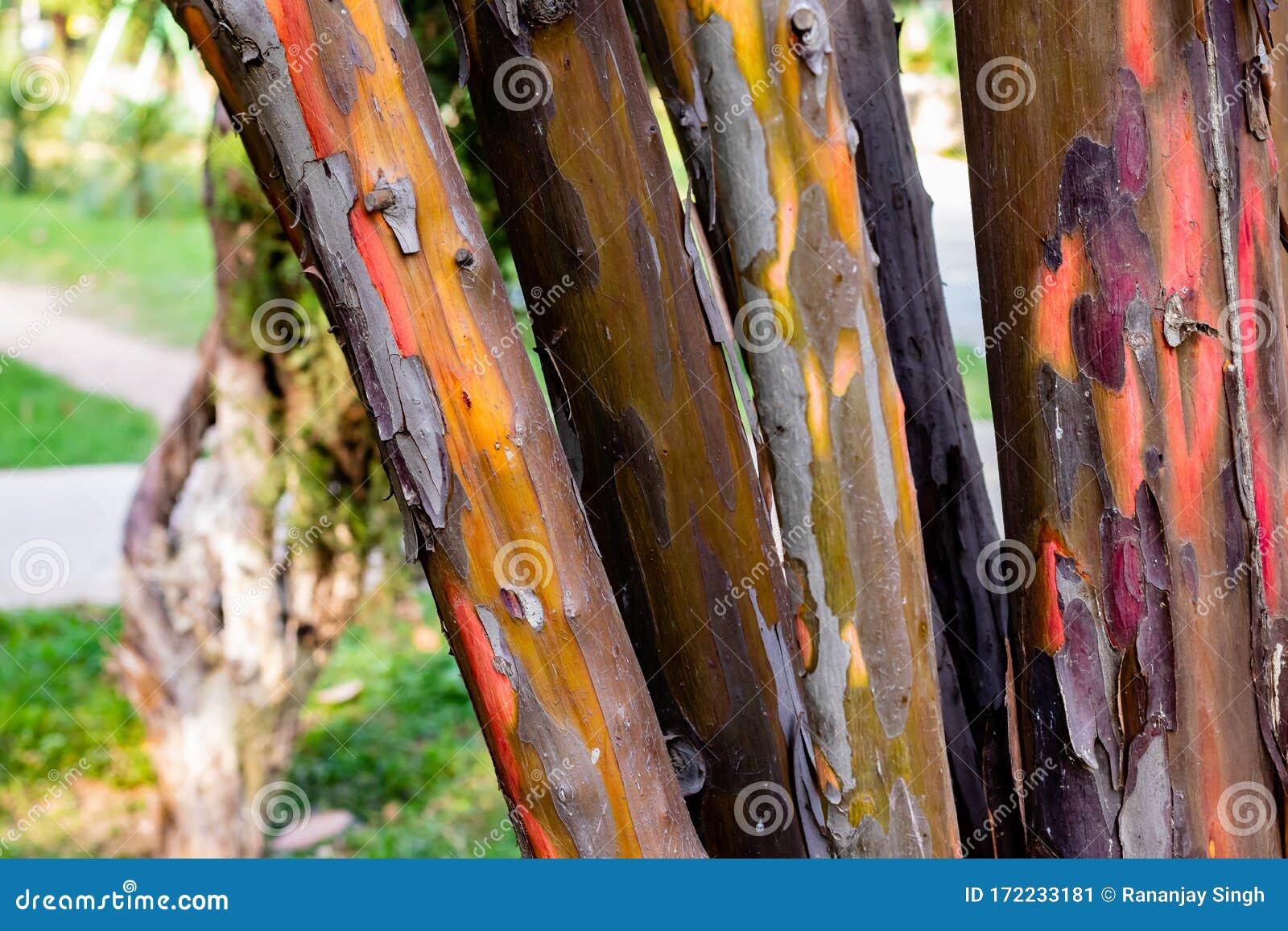 Unique Tree Trunks with Colorful Barks and Patterns in a Park with ...