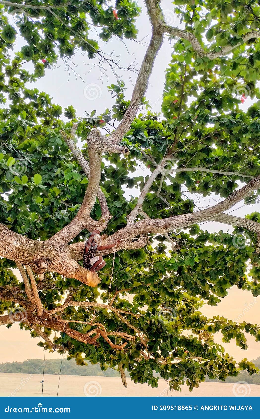 Unique Tree Views and Interesting Views Stock Image - Image of asia ...