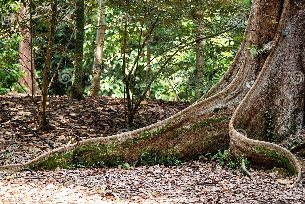 An Unusual Looking Tree with Vines in the Forest Near it Stock Photo ...