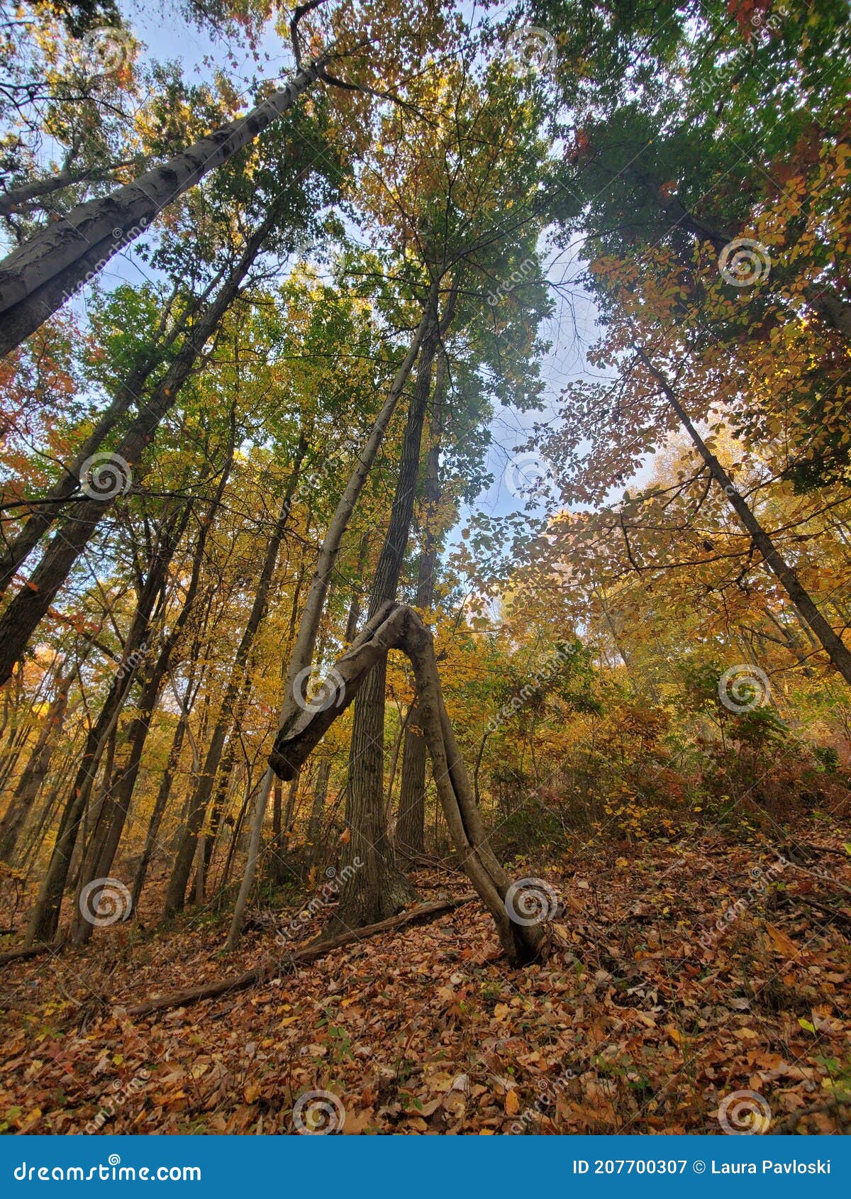 Unique tree in the woods stock image. Image of wood - 207700307
