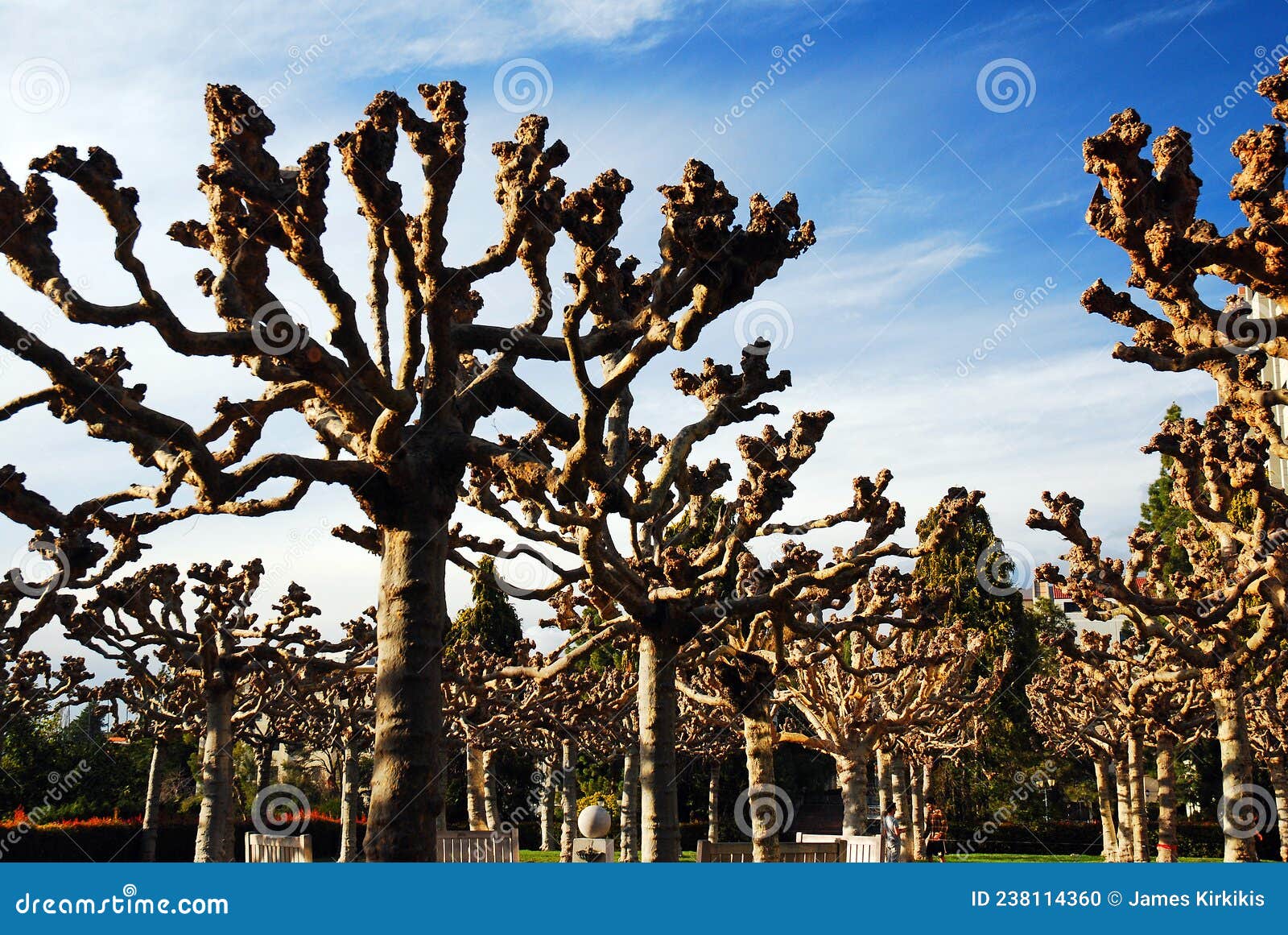 Unique Trees on the Main Campus of the University of California ...