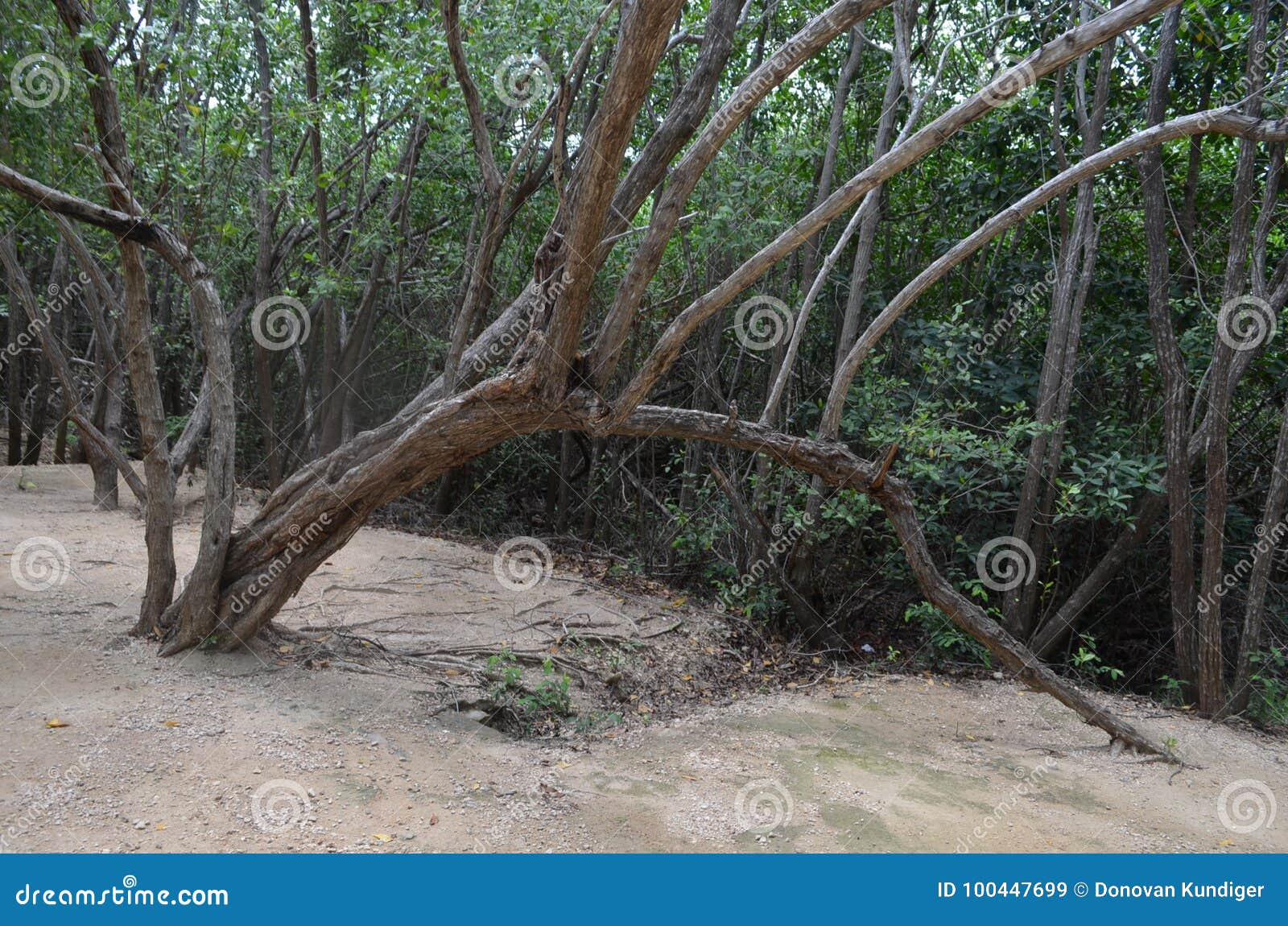 Arched Tree Growing Back into the Ground in Mexico Stock Image - Image ...