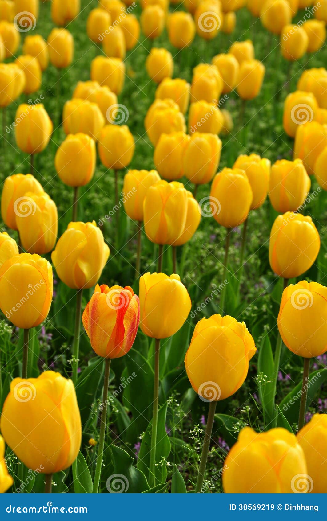 Unique tulip stock image. Image of europe, basin, district - 30569219