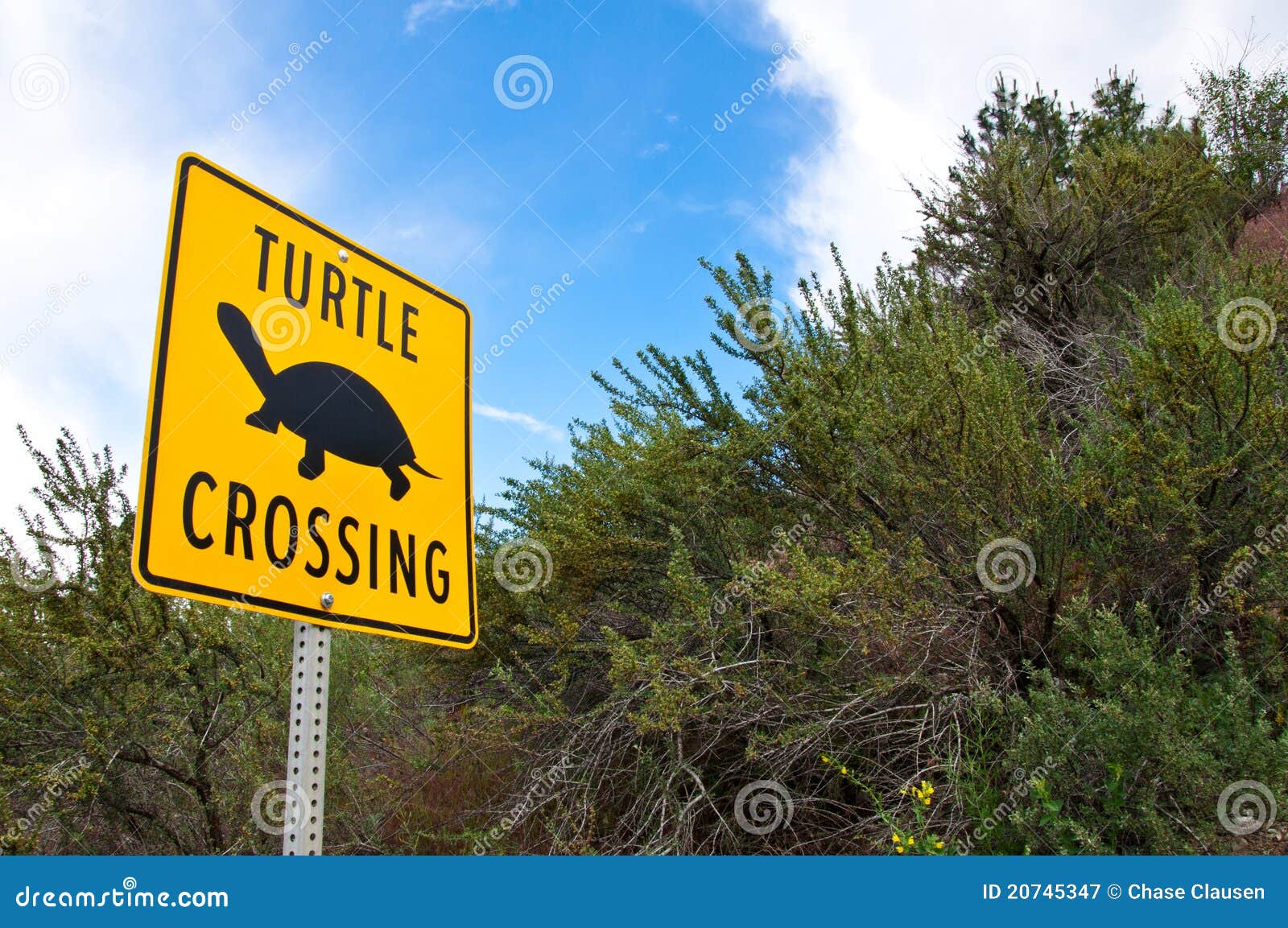Unique Turtle Crossing Sign Stock Image - Image of columbia, okanagan ...