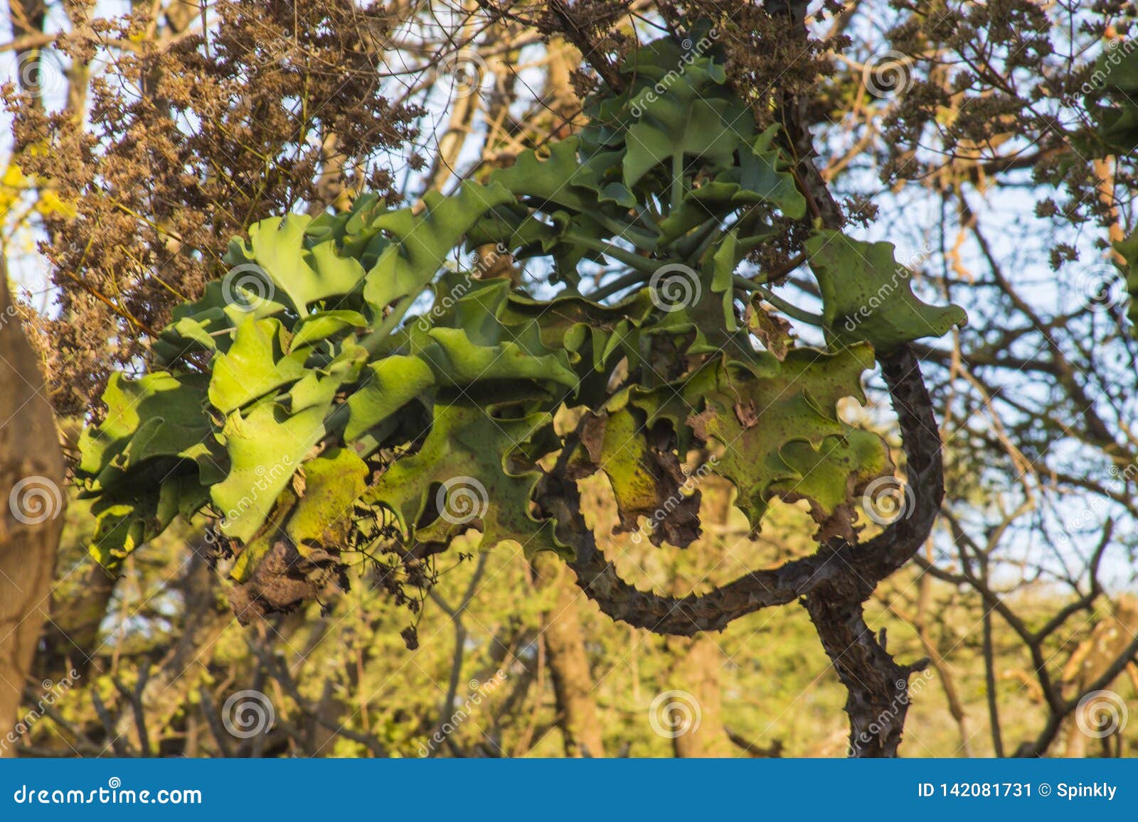 Unique Type of Leaves on a Tree Stock Image - Image of leaf, nature ...