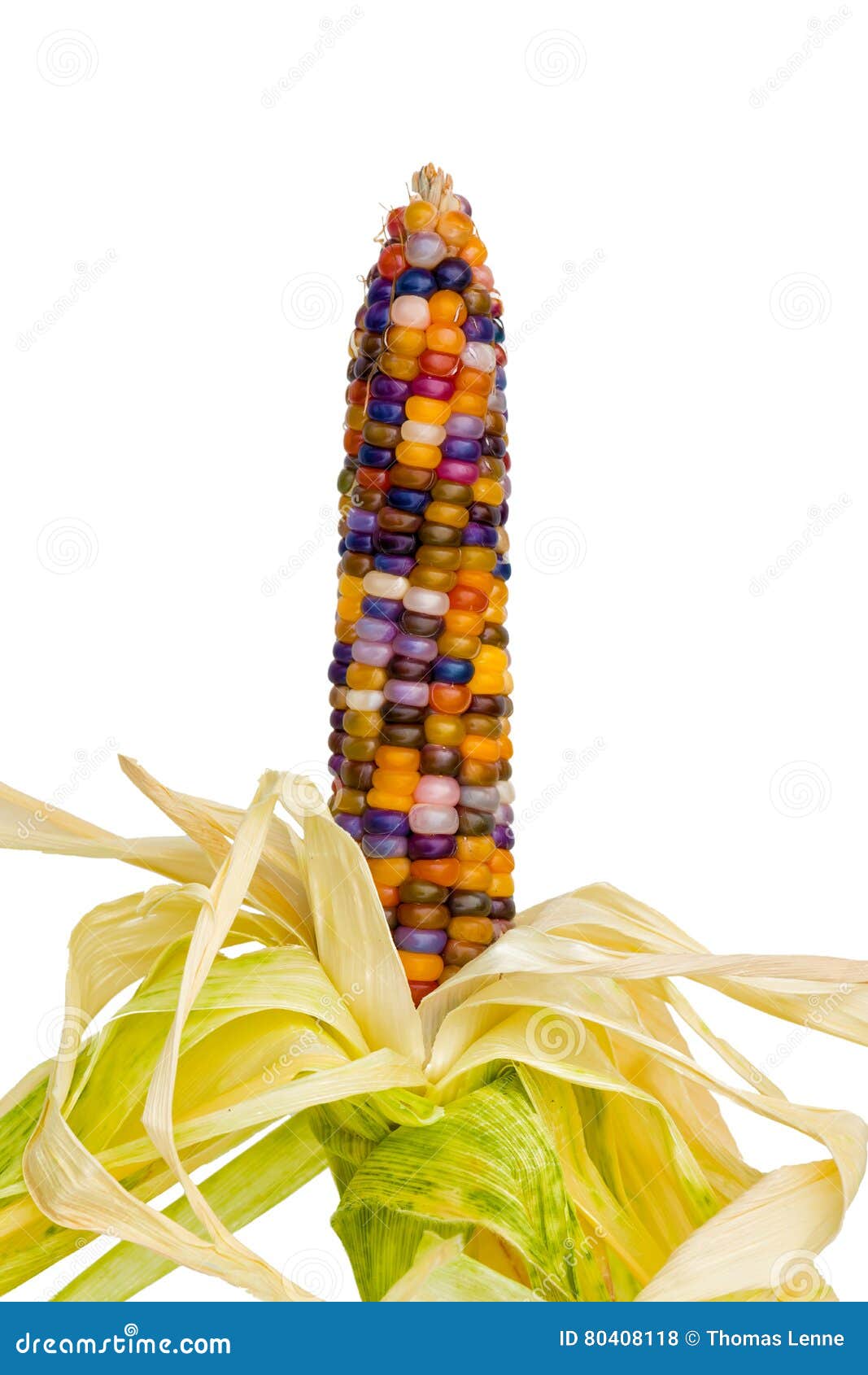 Unique Variety of Rainbow Colored Corn Stock Photo - Image of variety ...