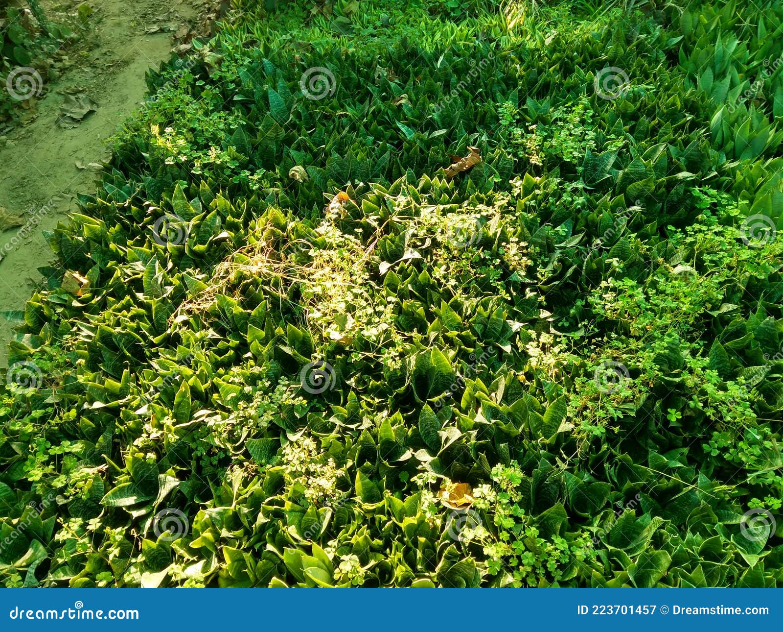 Unique Vegetation in India stock image. Image of unique - 223701457