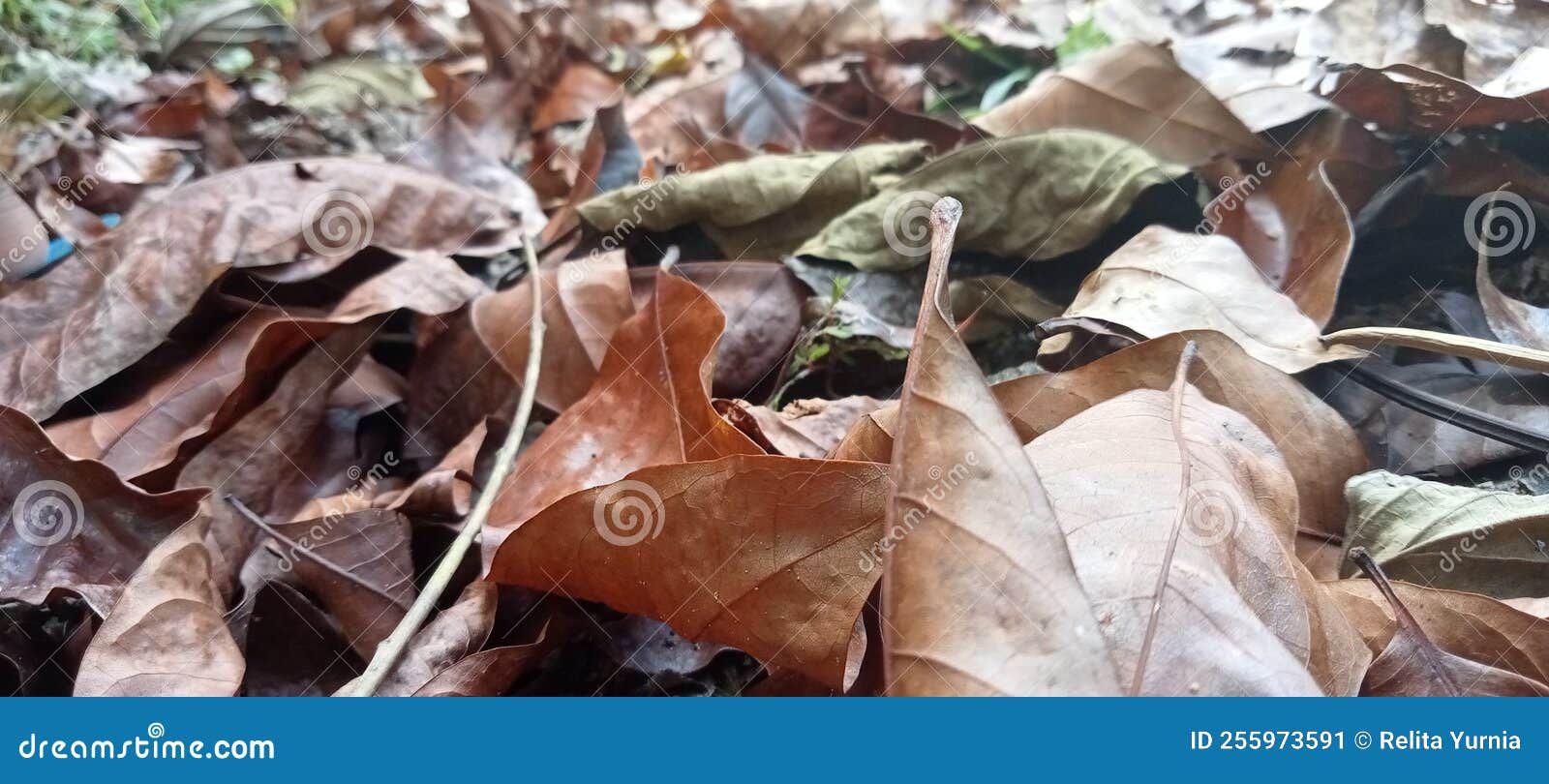 The Unique View of the Dry Leaves Falling on the Ground Stock Image ...