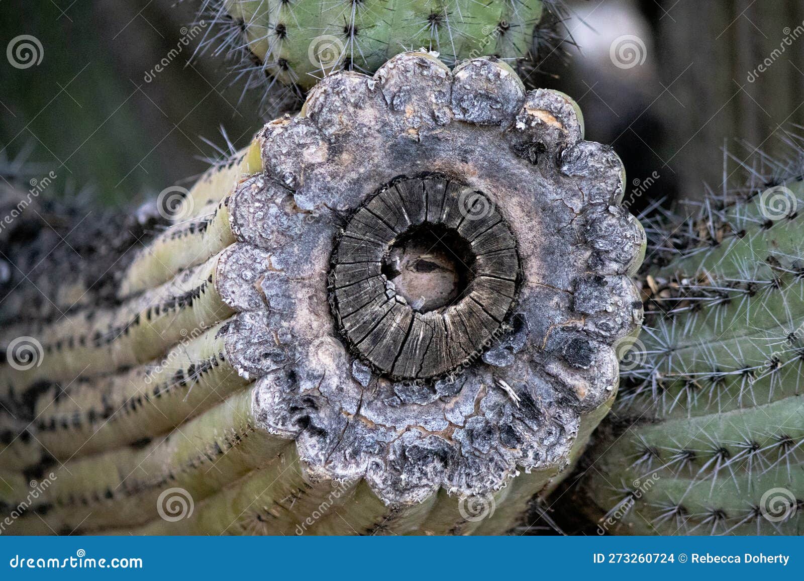 View of Inside of Cactus and Wood Cactus Skeleton Stock Photo - Image ...