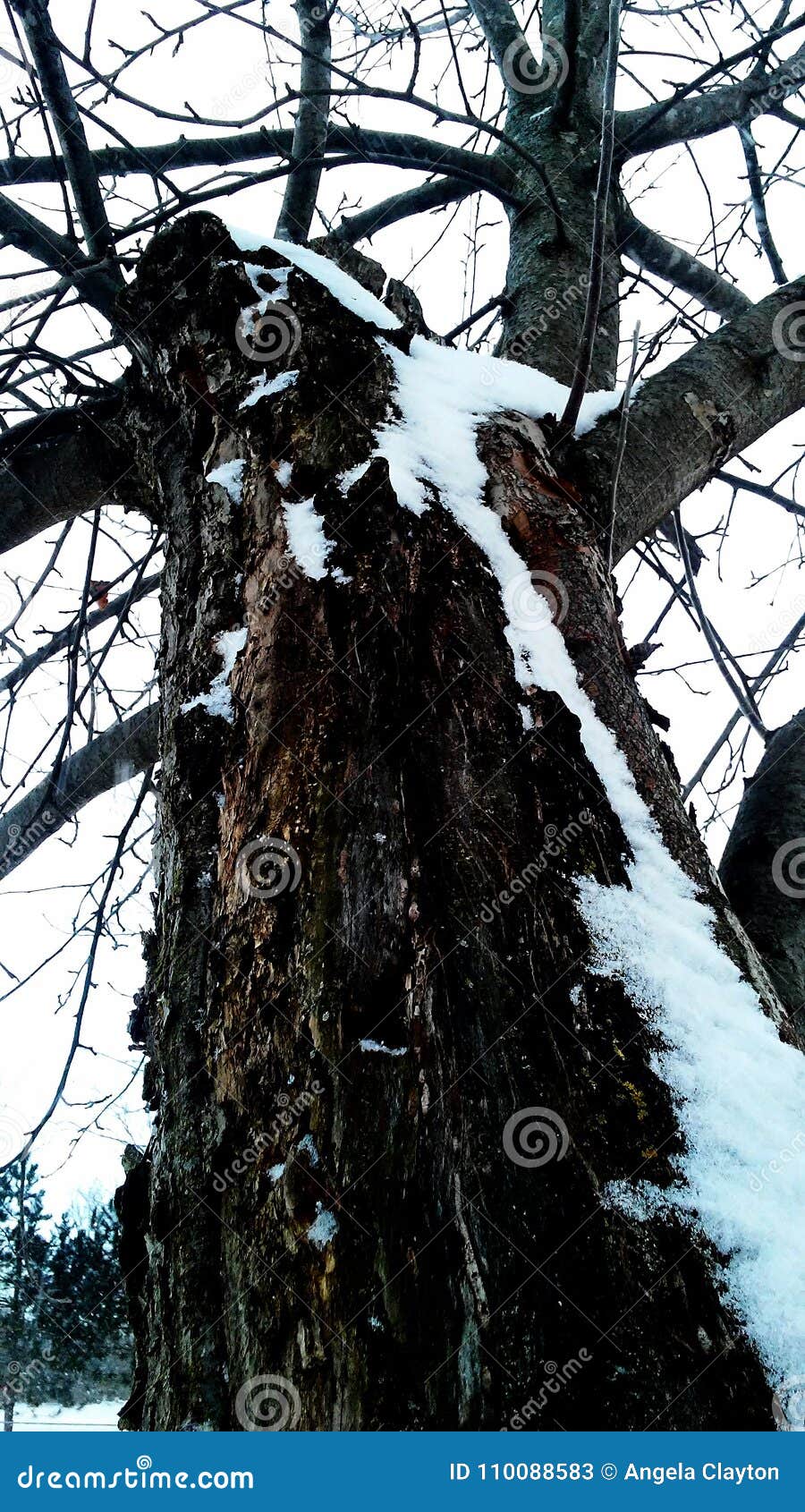 Unique View of a Snowy Tree Stock Image - Image of abstract, details ...