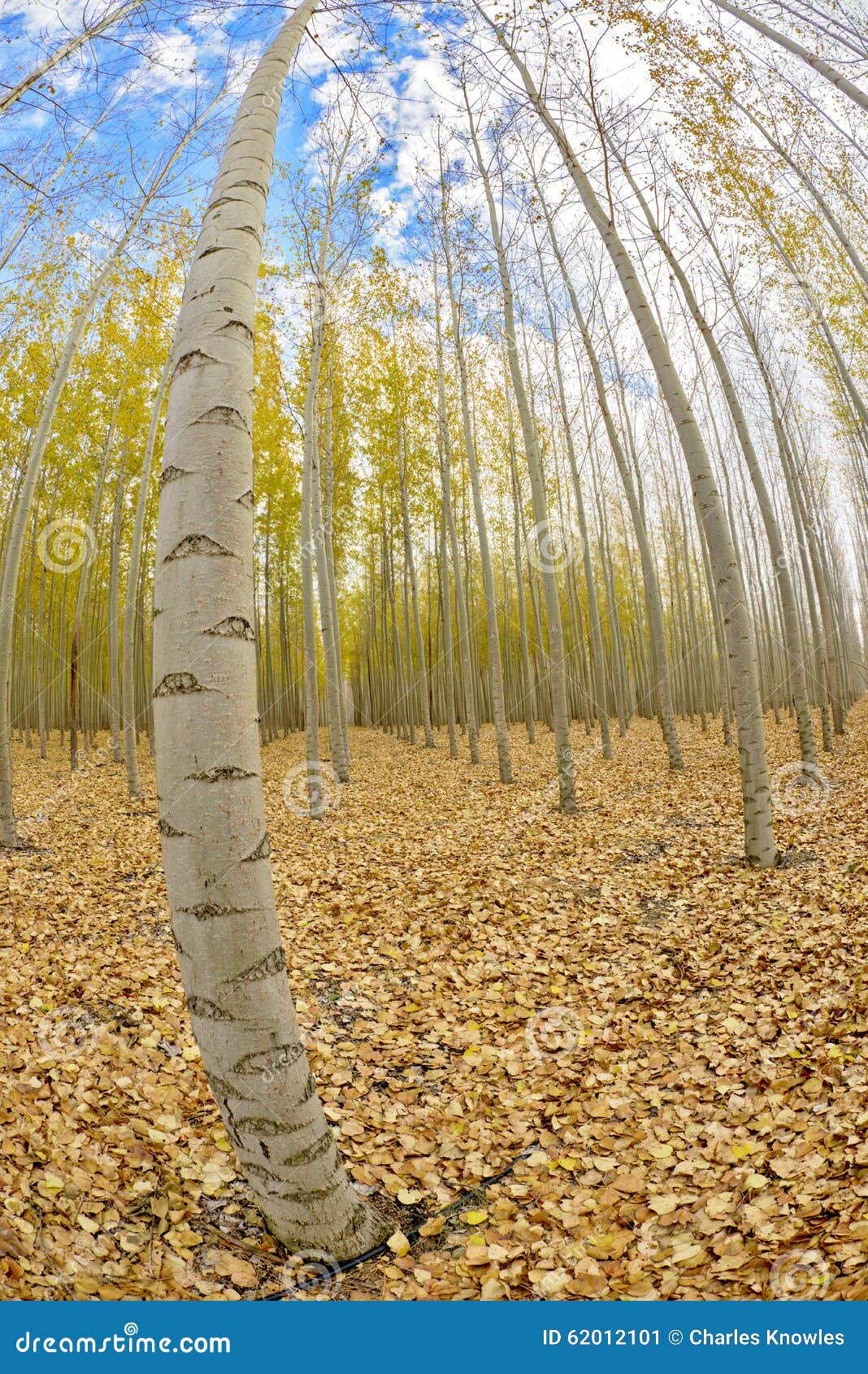 Unique View of Tree Farm with Fall Leaves Stock Image - Image of nature ...