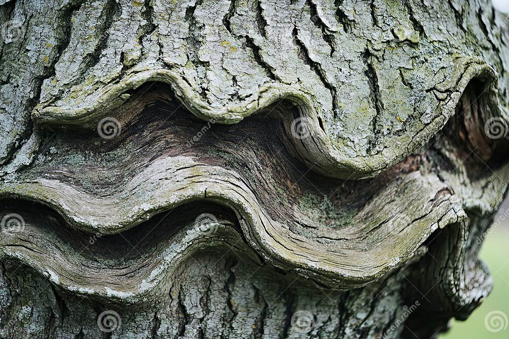 Unique Wavy Bark Pattern on a Tree Trunk in a Natural Setting during ...