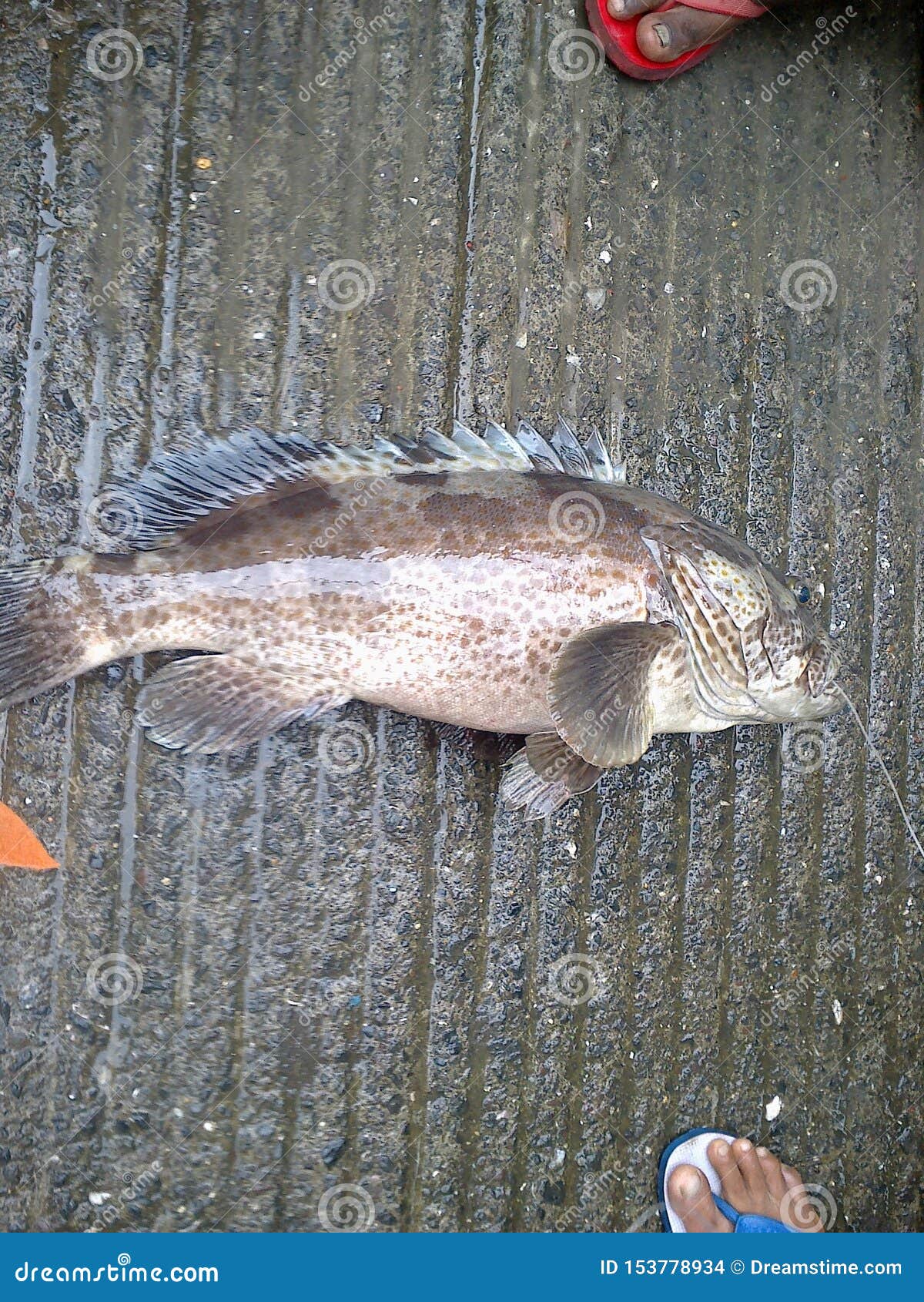 Unique way to catch fish stock photo. Image of clear - 153778934