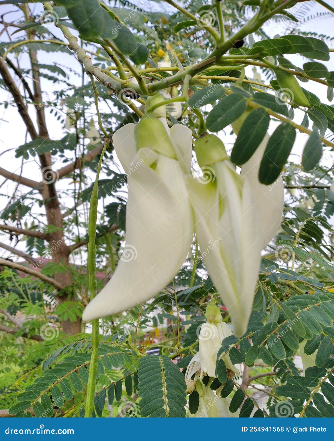 Unique White Flowers Grow in the Wild Stock Photo - Image of blossom ...